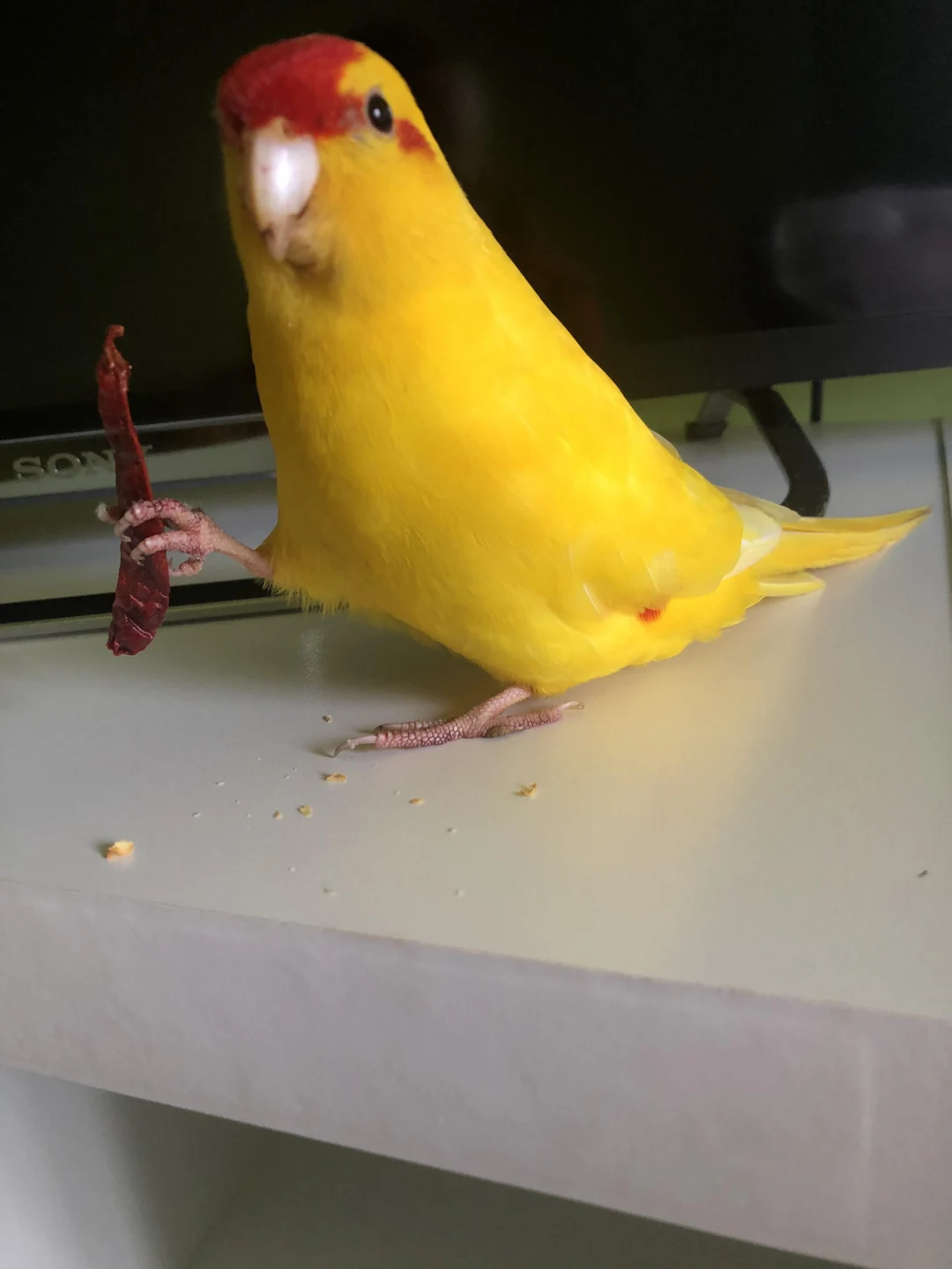 Bird Scrolller