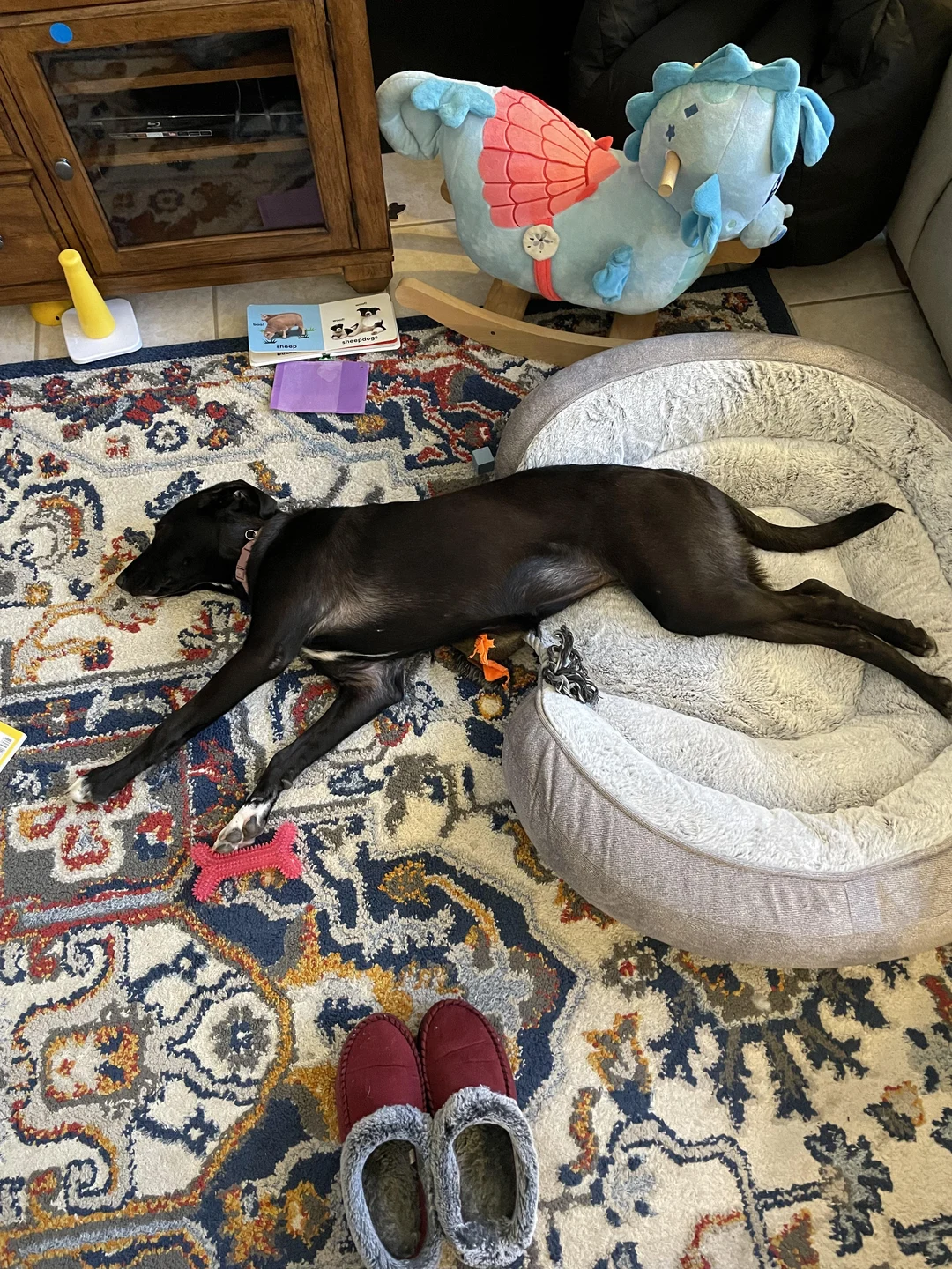 Just wanted to share our new rescue, Sadie! I believe she is a lab/grey mix. Such a sweet girl ...