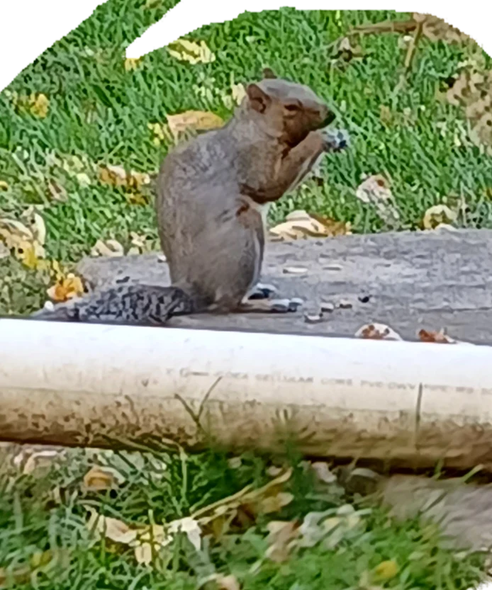 Blind squirrel? | Scrolller