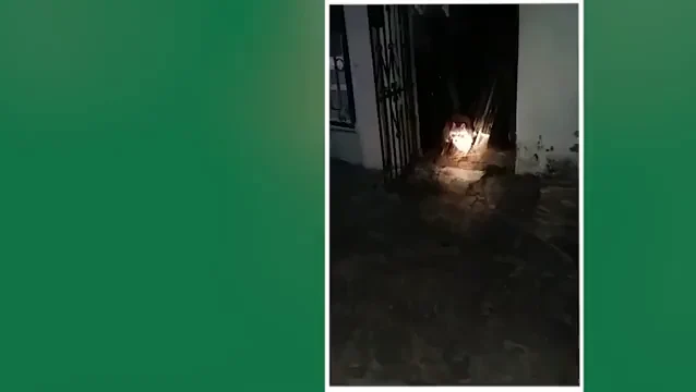 A raccoon has been spotted in Santo Domingo | Scrolller