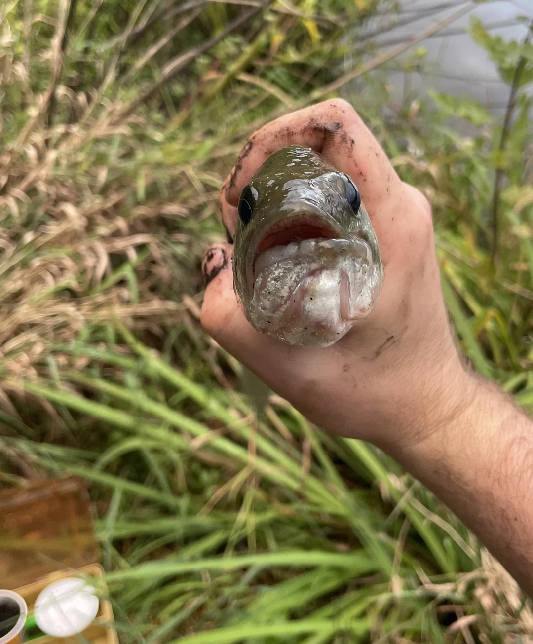 Somebody set the hook too hard a few years ago | Scrolller