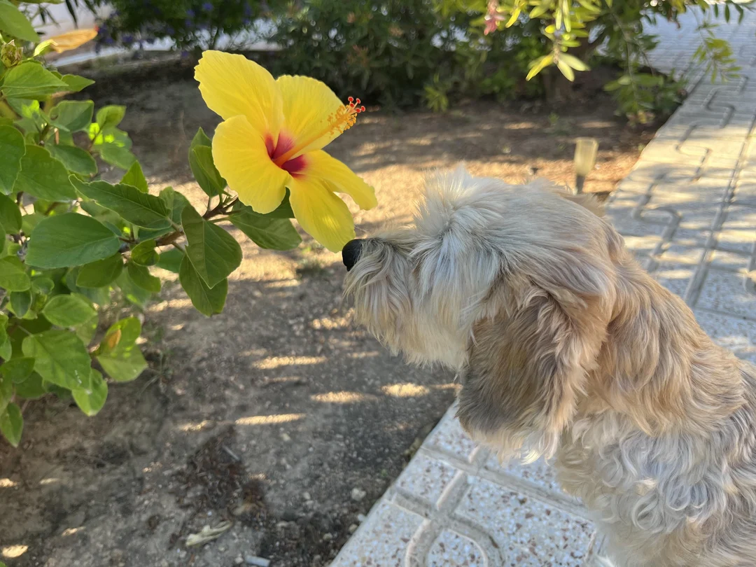Our lovely Fanta smelling the flowers. | Scrolller