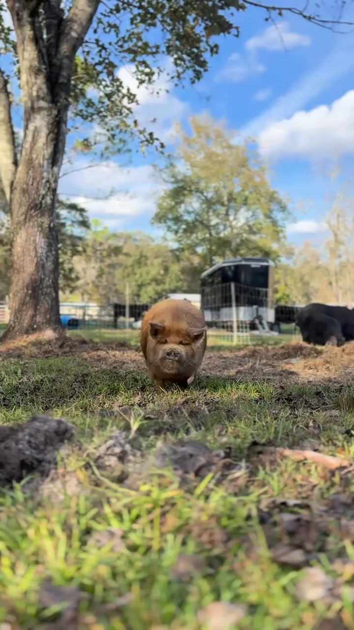 Actual Footage of Me On My Way to My Bed After the Thanksgiving Meal | Scrolller