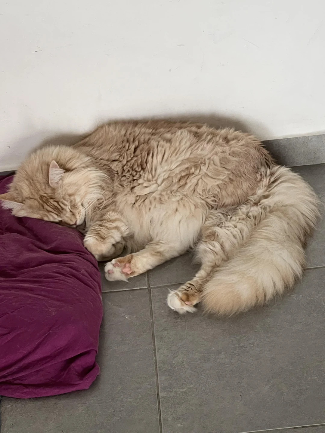 Sleeping peacefully | Scrolller