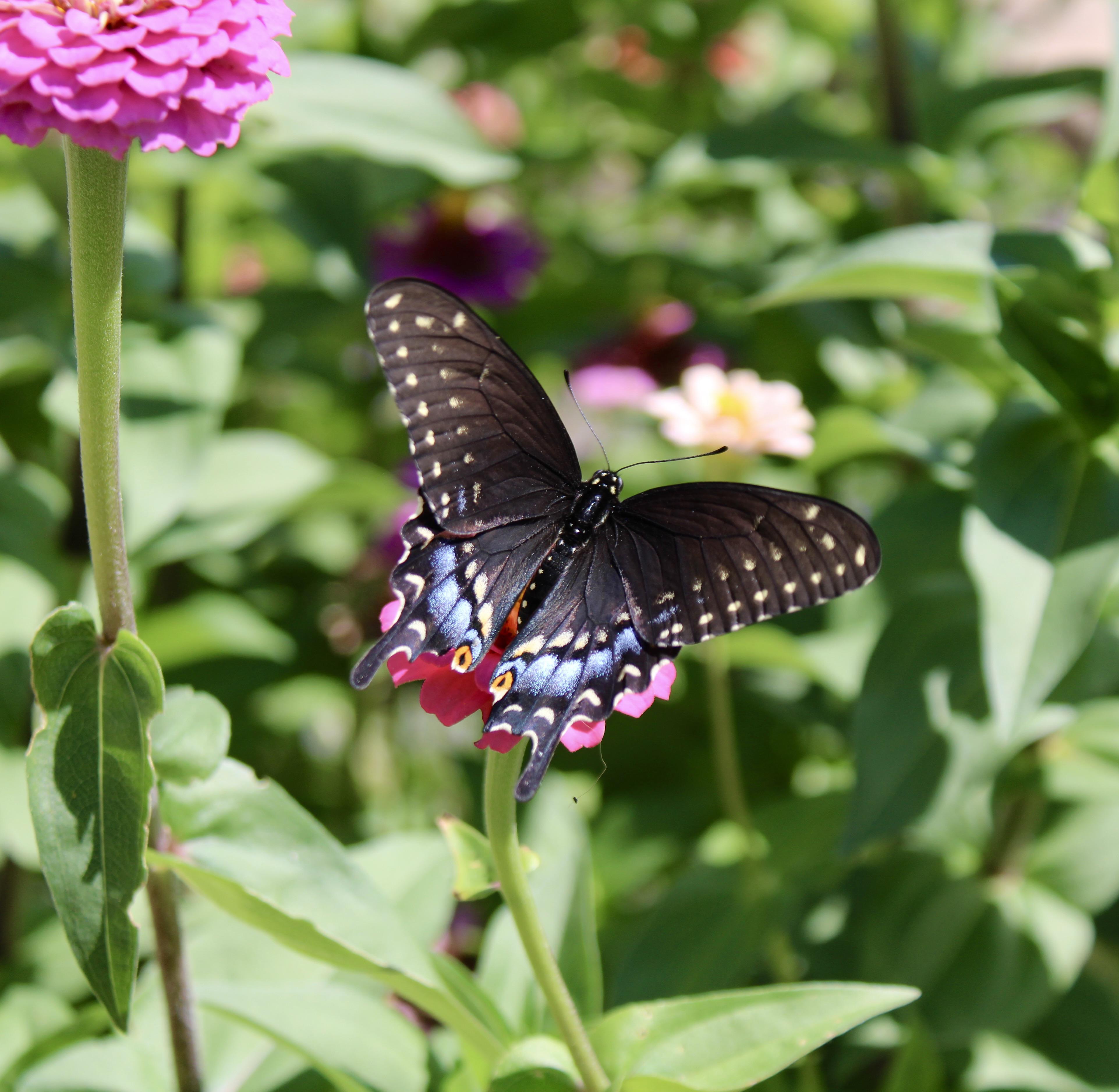 New visitor to the flowerbed [oc] | Scrolller