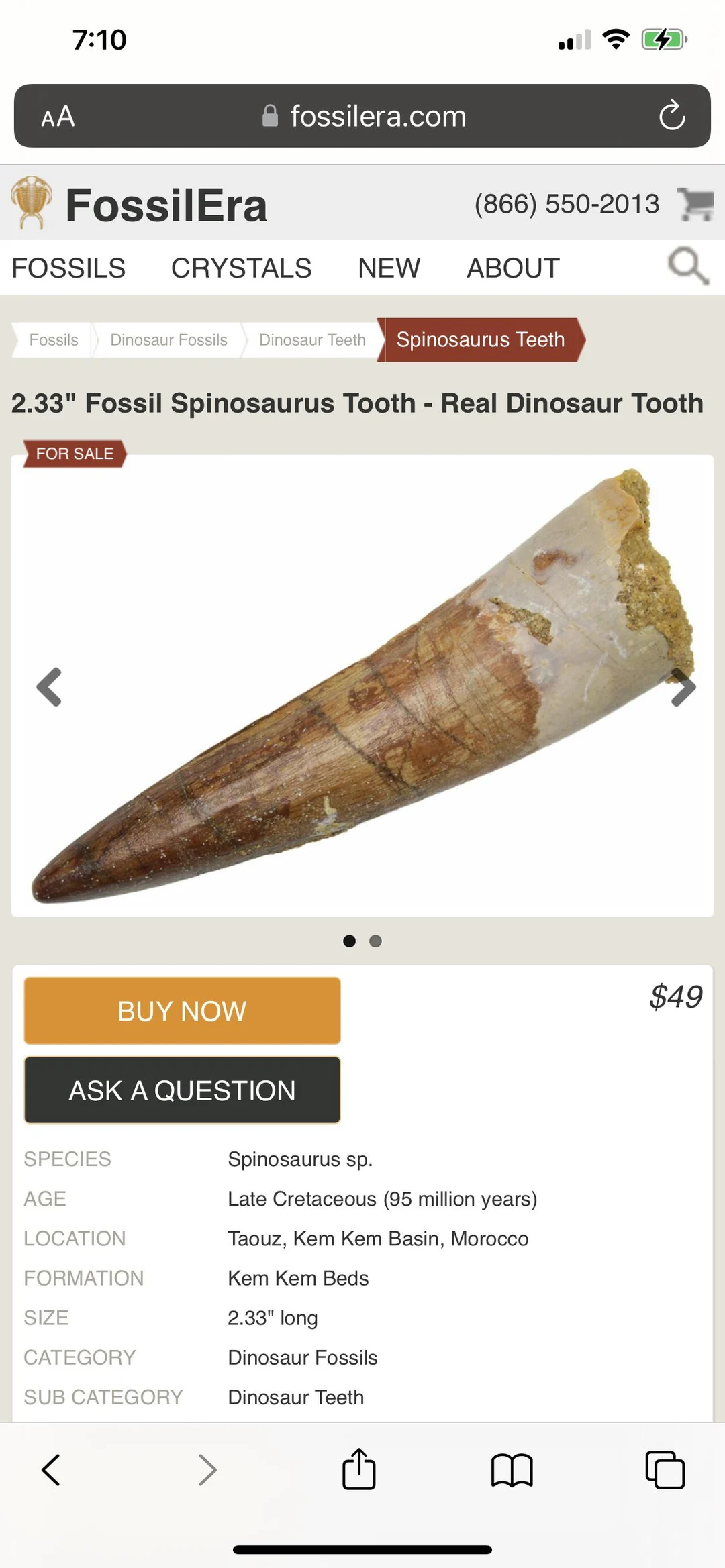 Is this Spinosaurus tooth real? | Scrolller