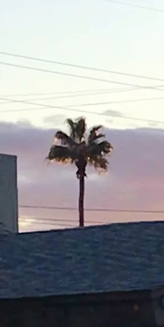 Beautiful sun kissed palm tree during a slight breeze tonight in North Central Phoenix. | Scrolller