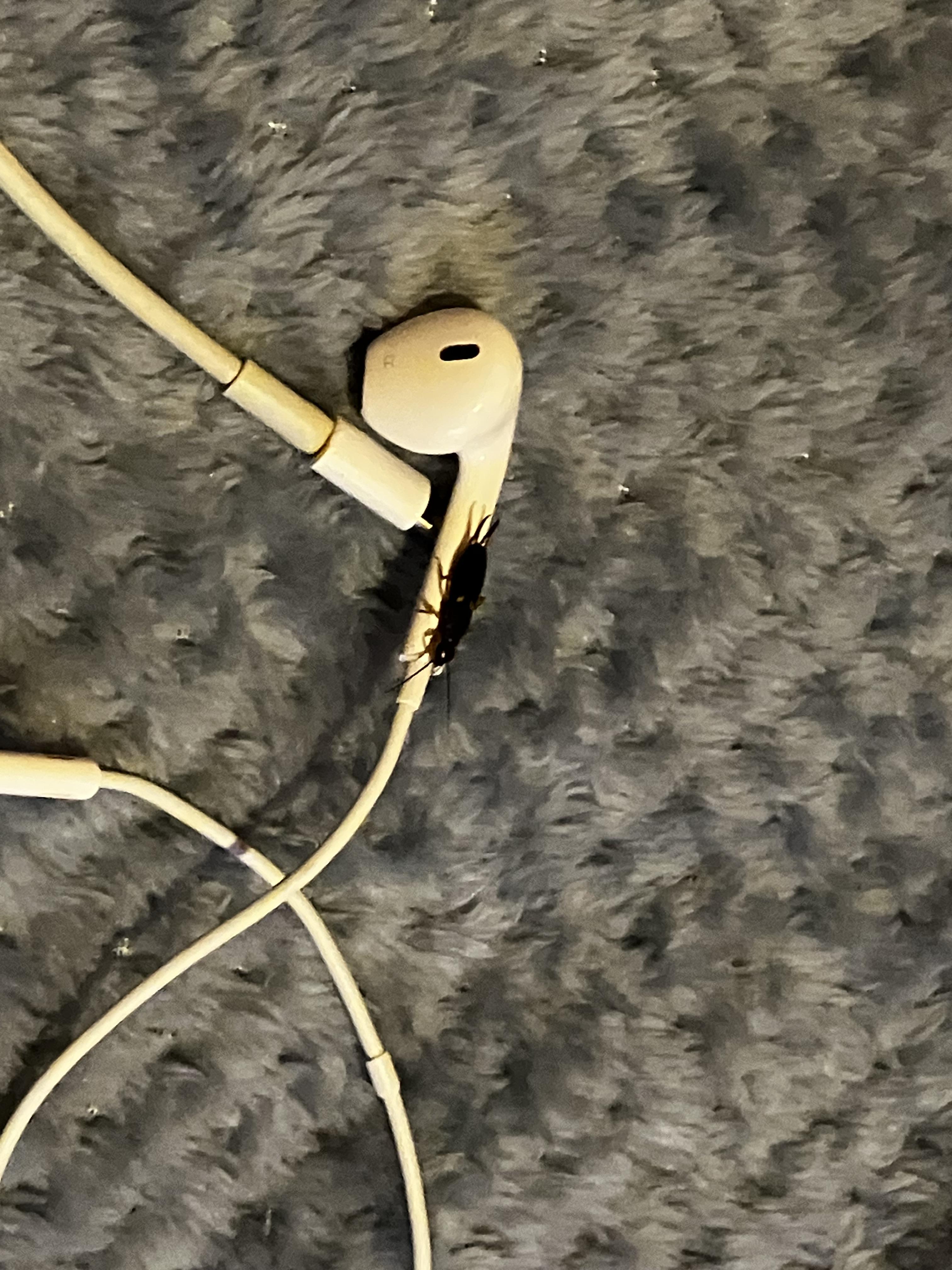 I came across an earwig hanging out on my earbuds | Scrolller