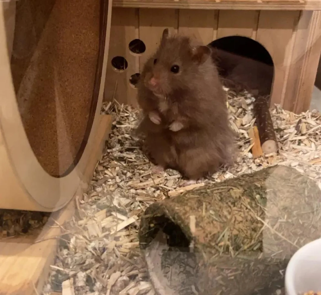 My hamster desperately tries to escape all the damn time and it’s driving me insane… | Scrolller