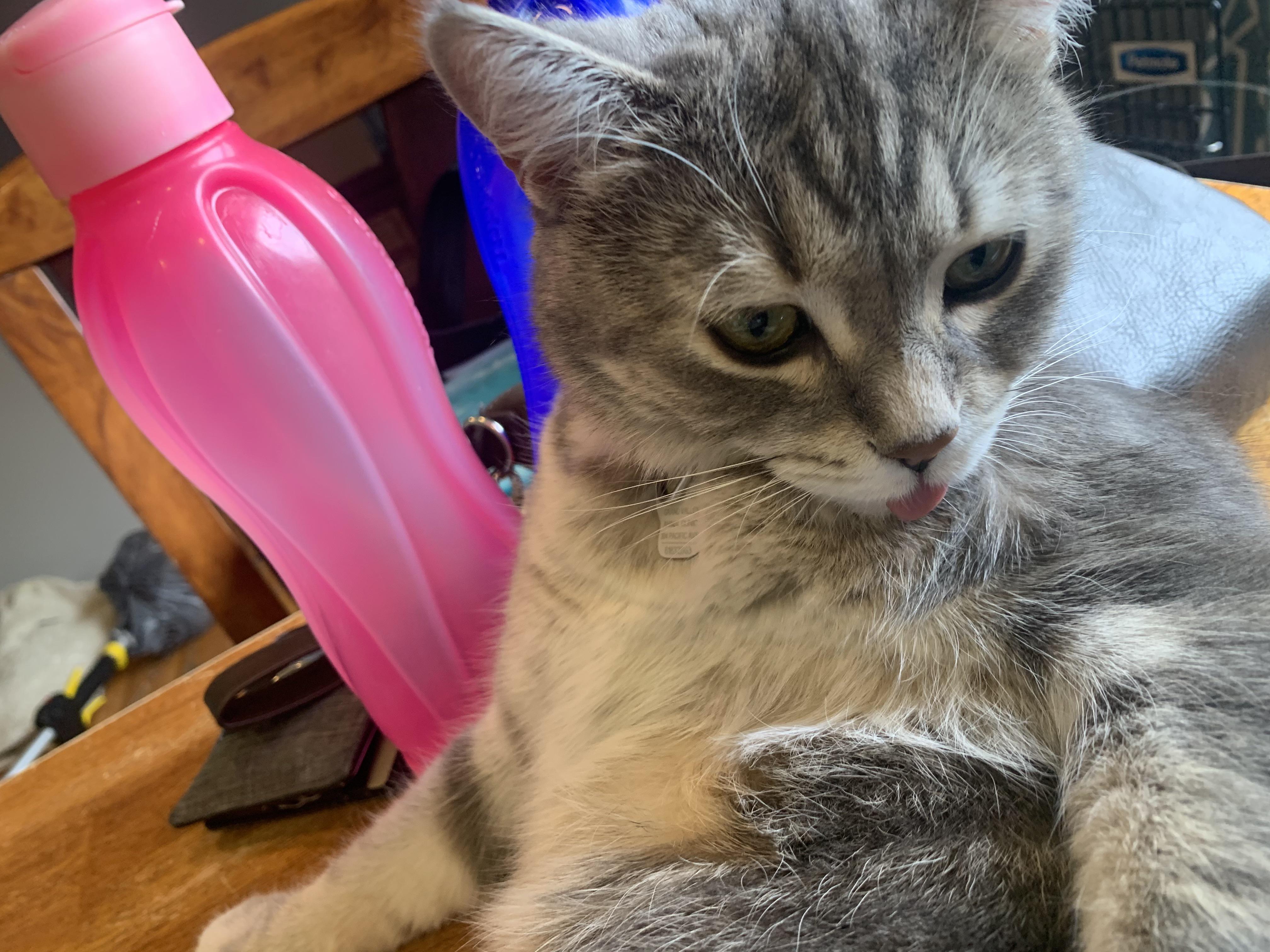 Caught her mid clean. [OC] | Scrolller