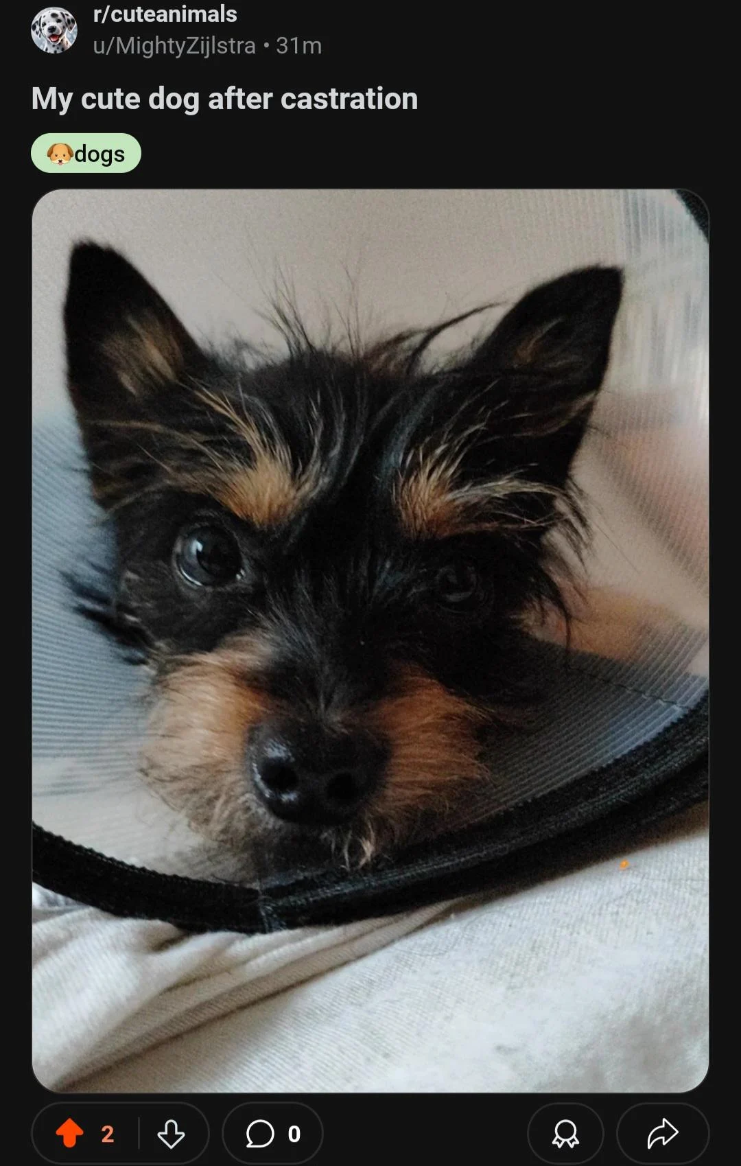 Castration | Scrolller