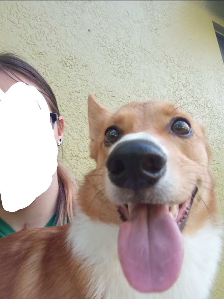 Nacho the Corgi :) | Scrolller