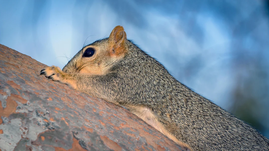 Squirrel | Scrolller