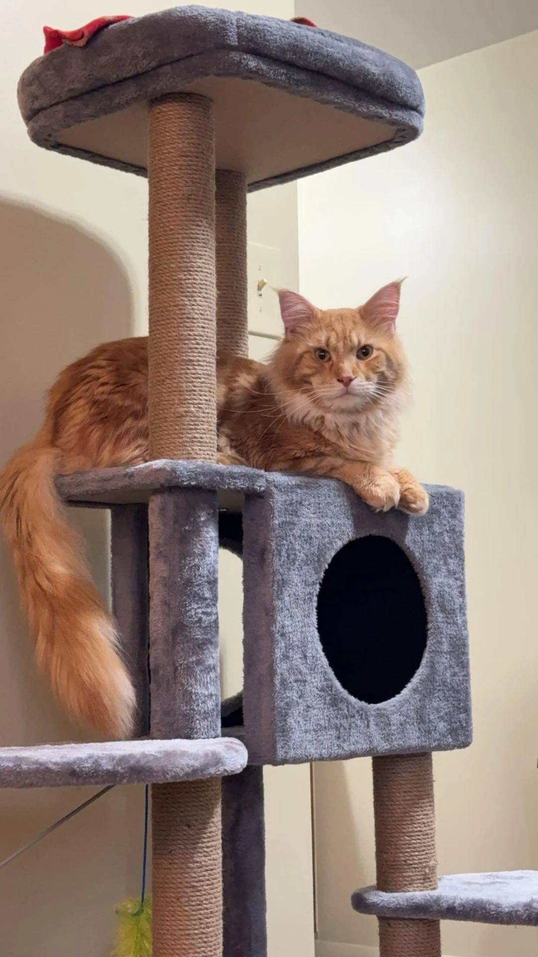 Took in my kittens father. | Scrolller