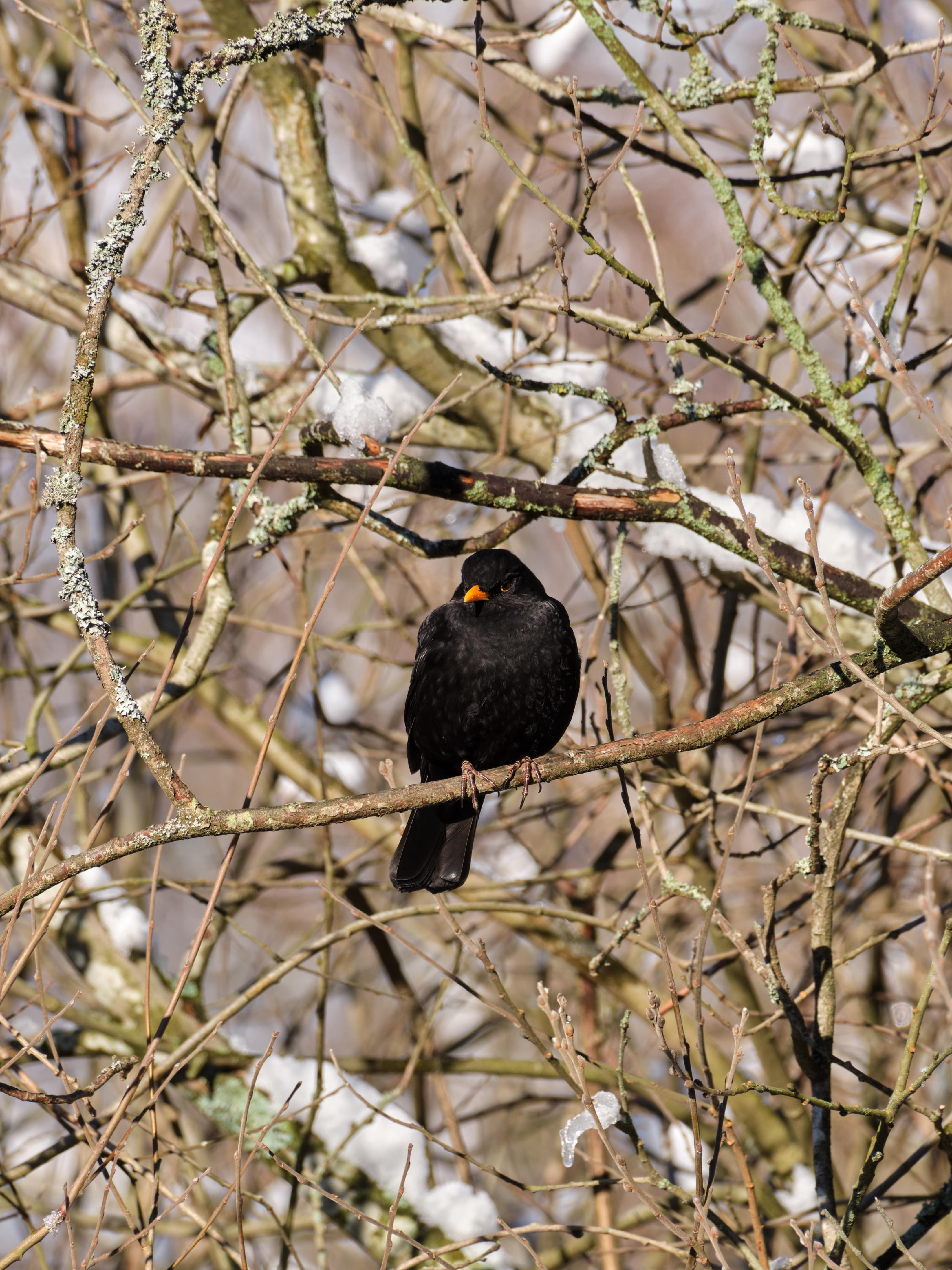Common Blackbird | Scrolller