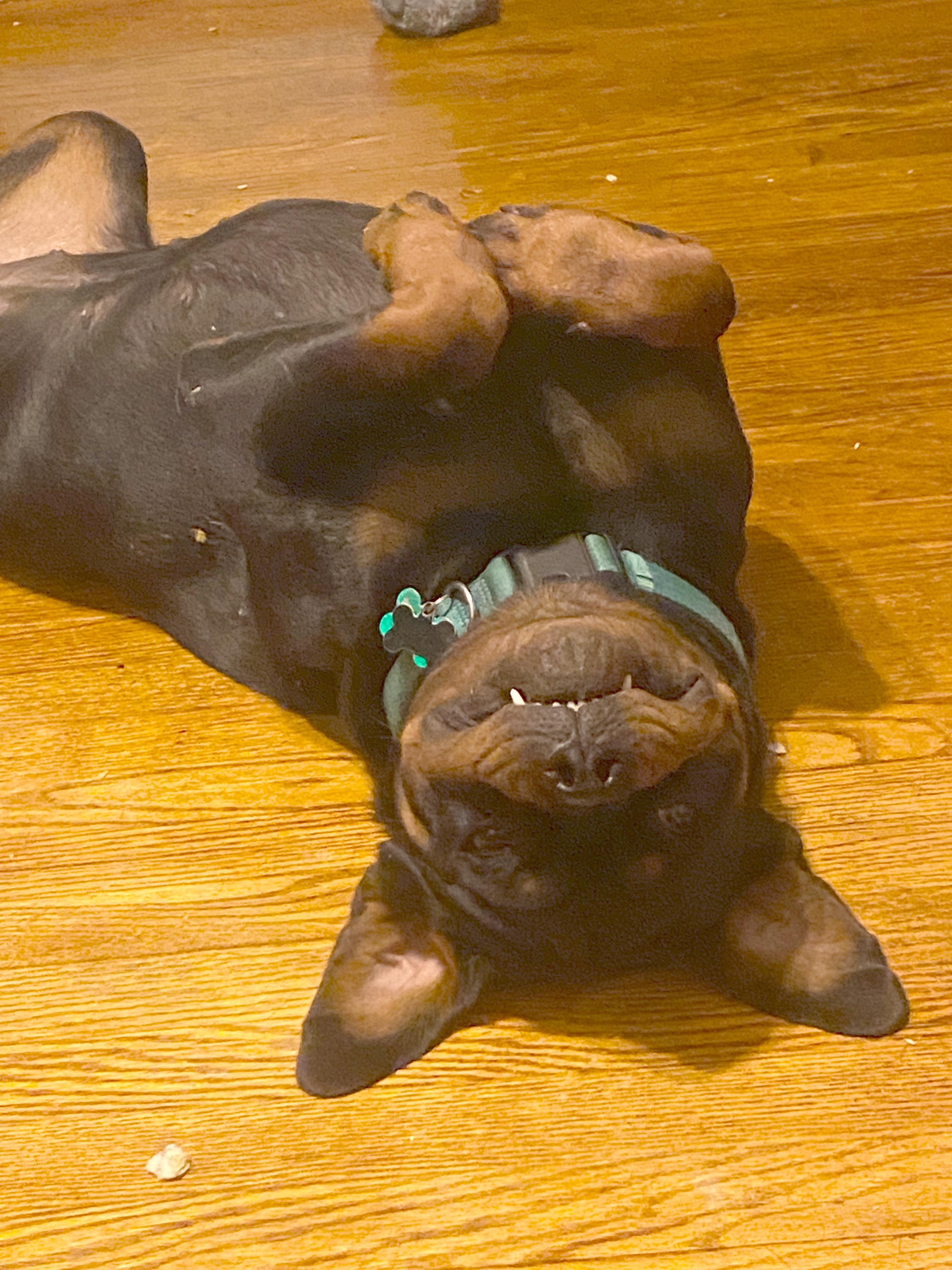 Rotties make the best faces | Scrolller