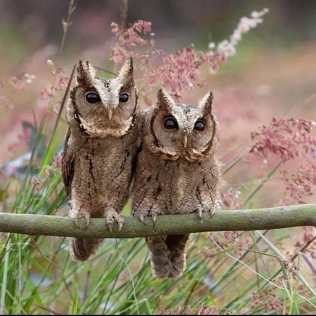 Indian Scops Owls. | Scrolller
