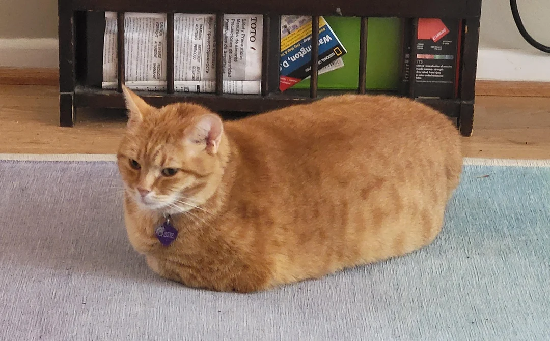 Discover more like Catloaf: A nearly perfect cat loaf and Related Content | Scrolller