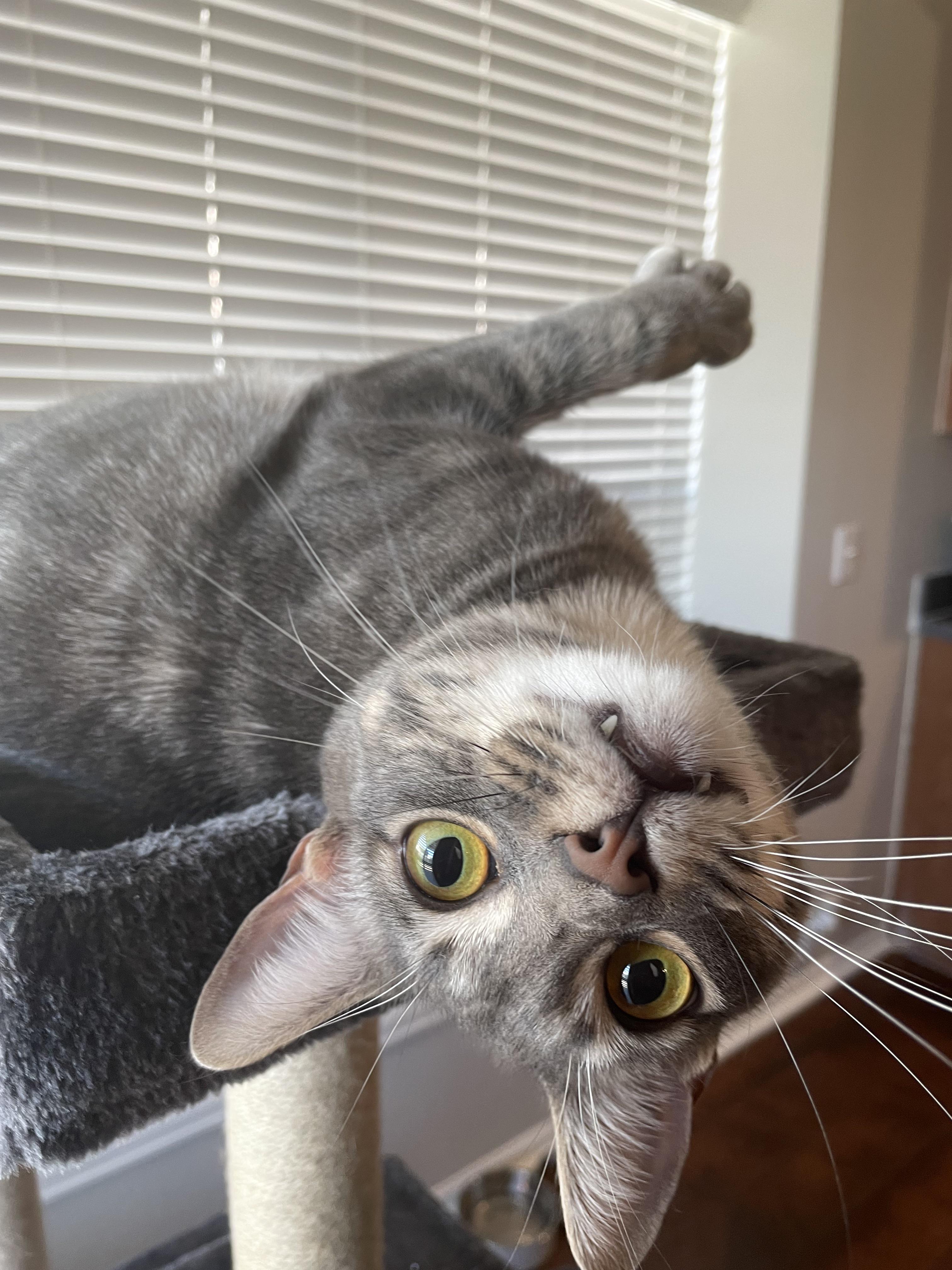 So silly | Scrolller