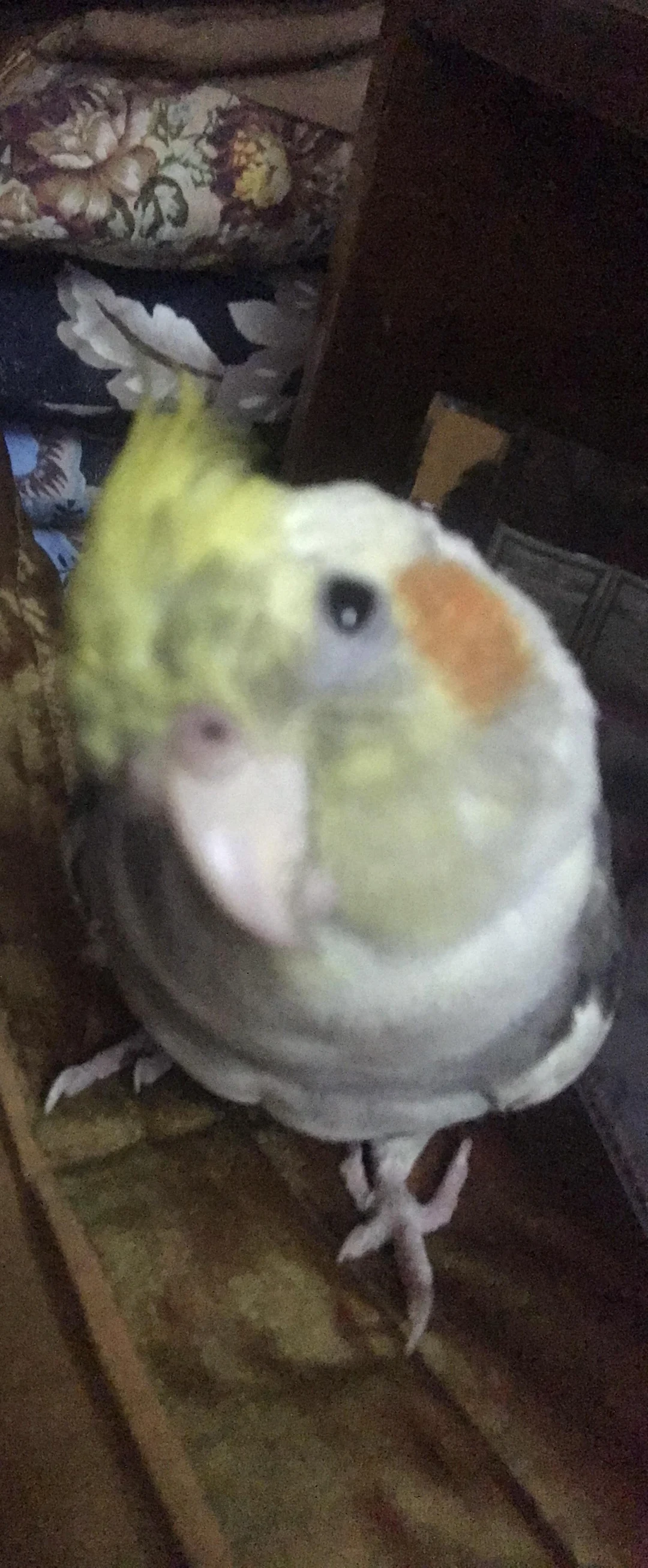 There are hard solid feathers on my Birb when I give him scratches. What are they exactly ...
