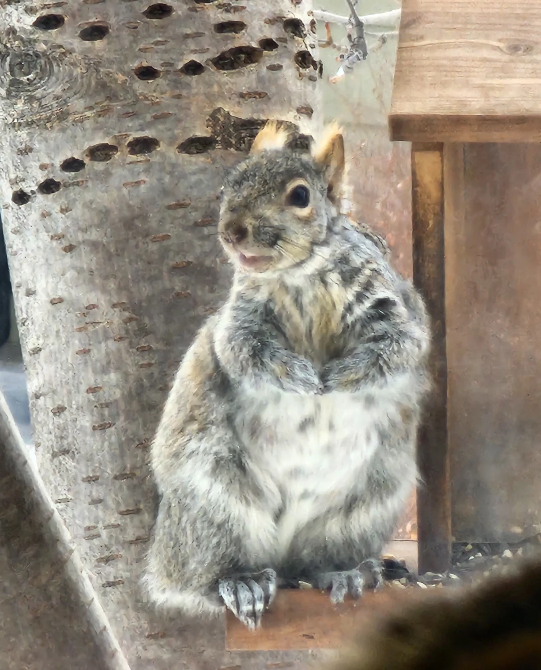 Stumpy's here for dinner | Scrolller