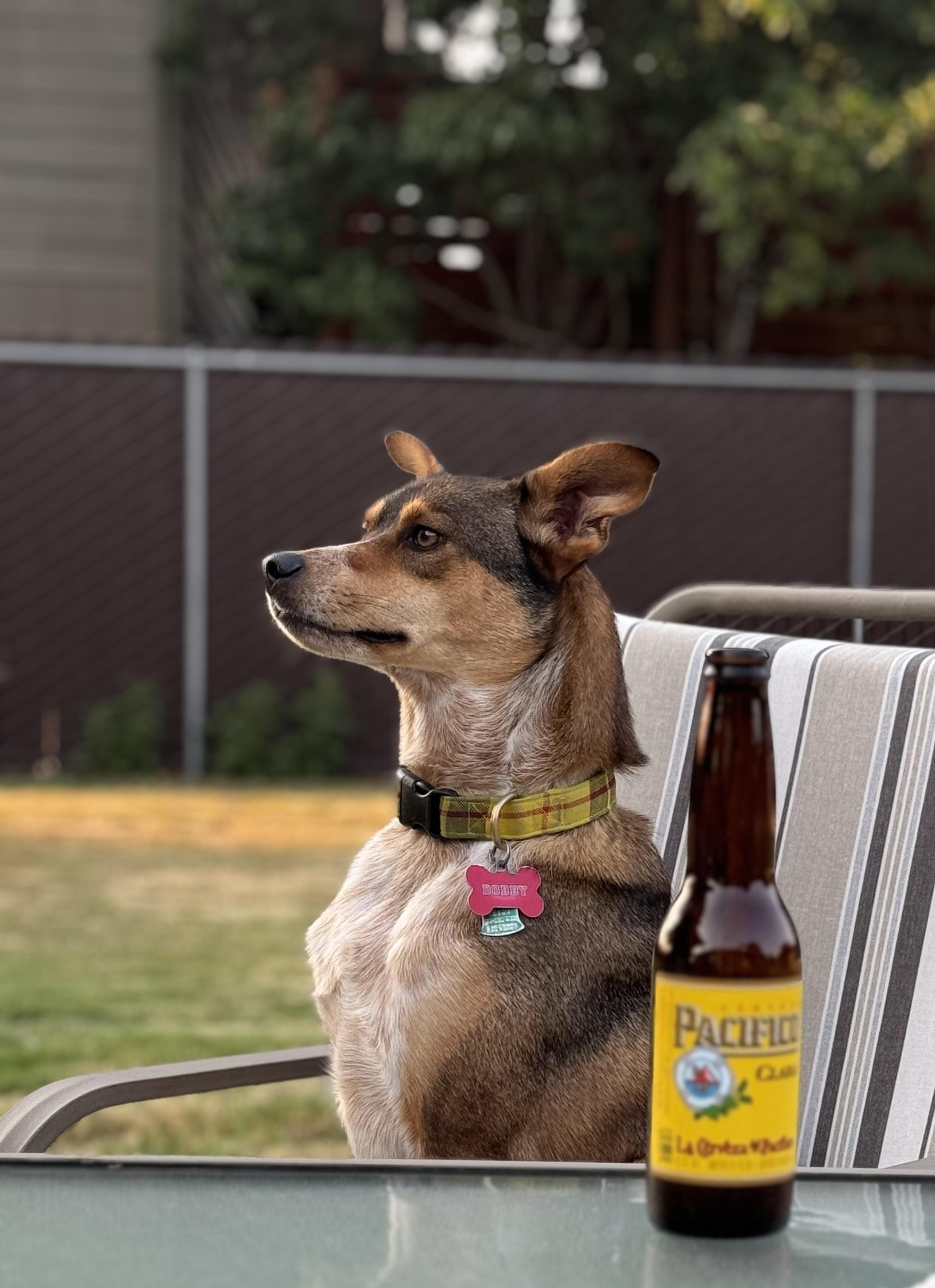 I swear Dobby knows exactly how to pose for every picture! | Scrolller