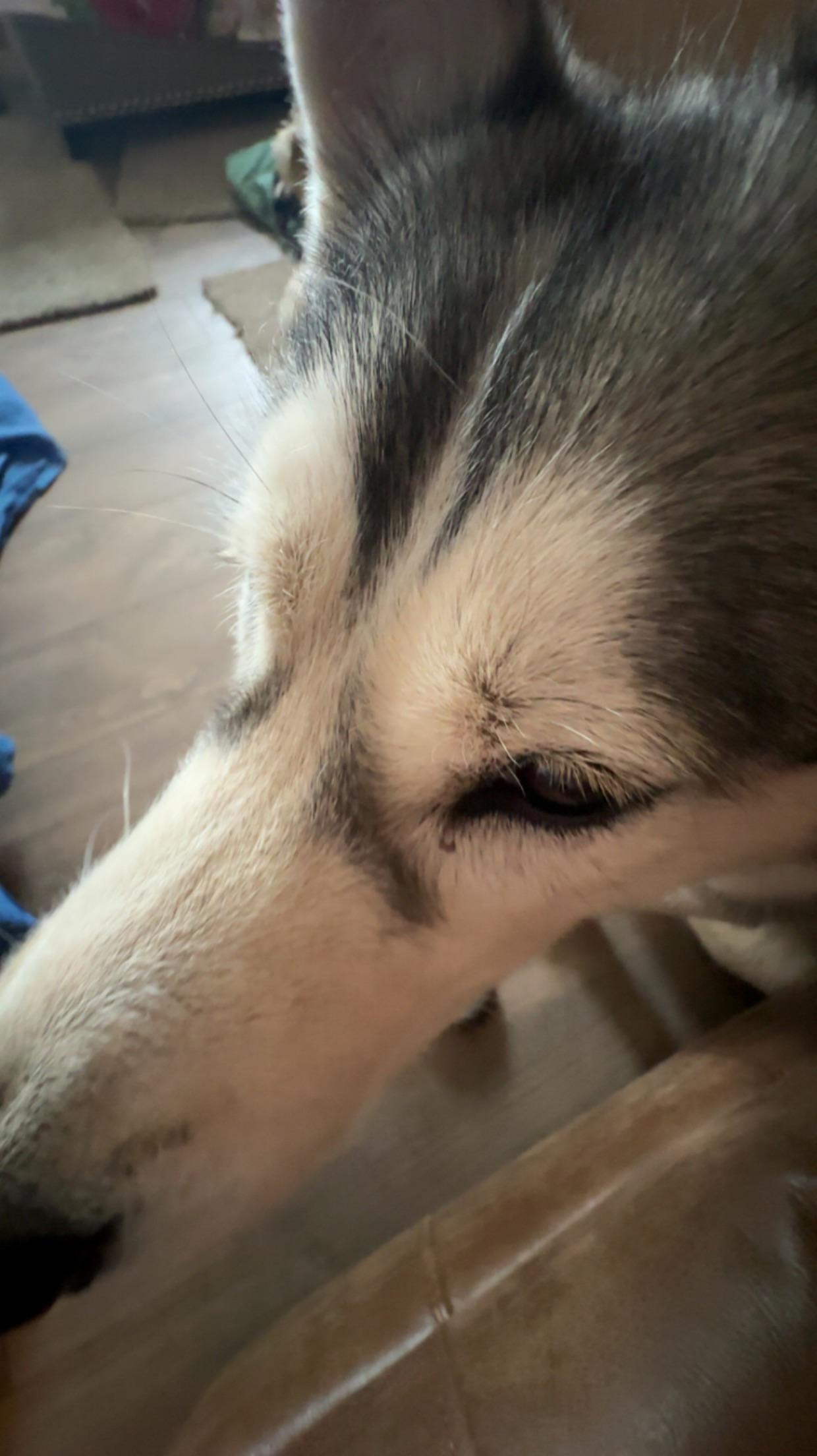 My husky | Scrolller