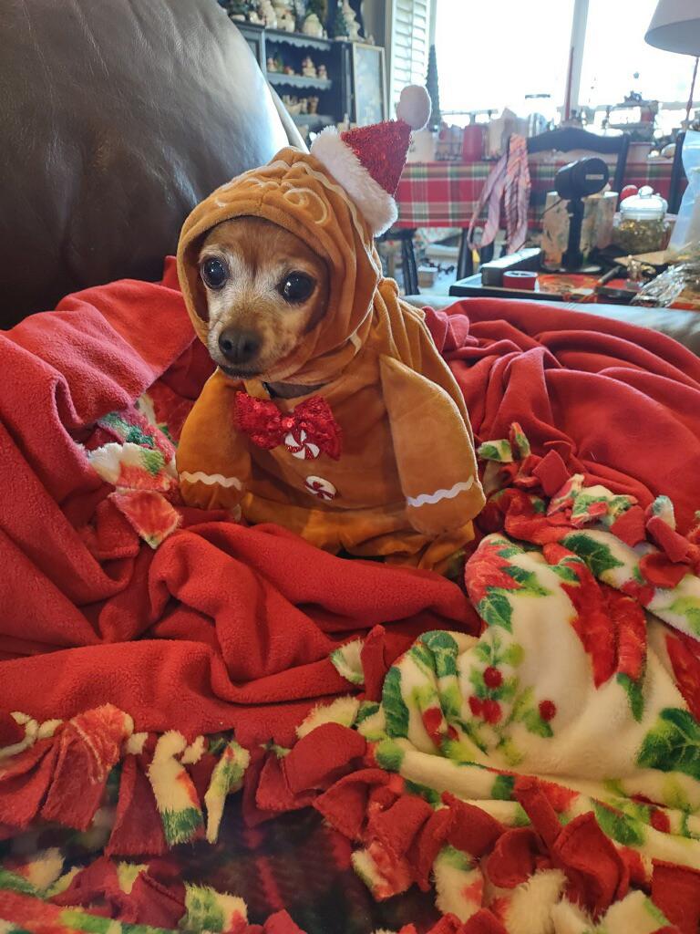 Bambi says hello | Scrolller