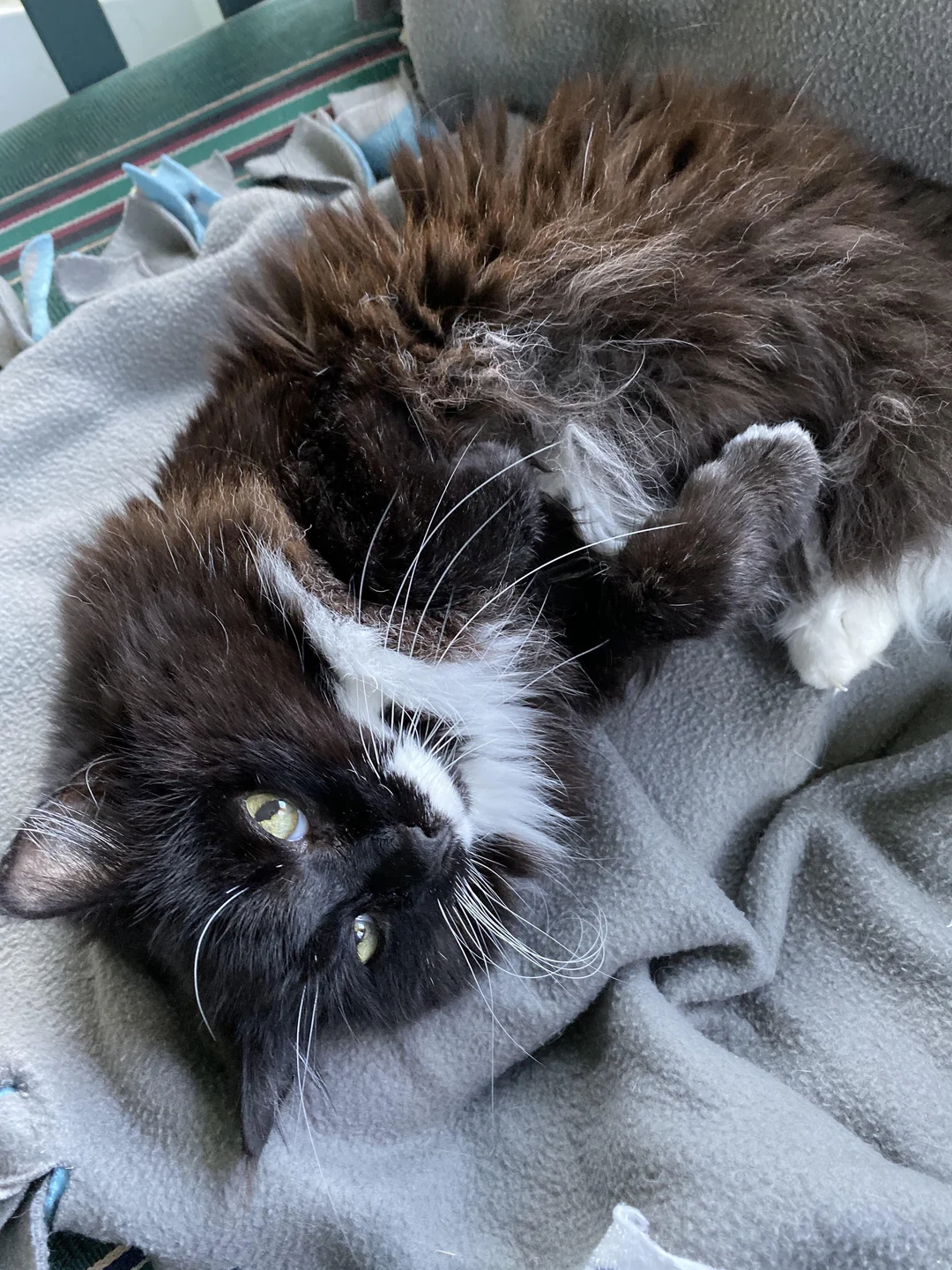 Sabrina the Floof | Scrolller