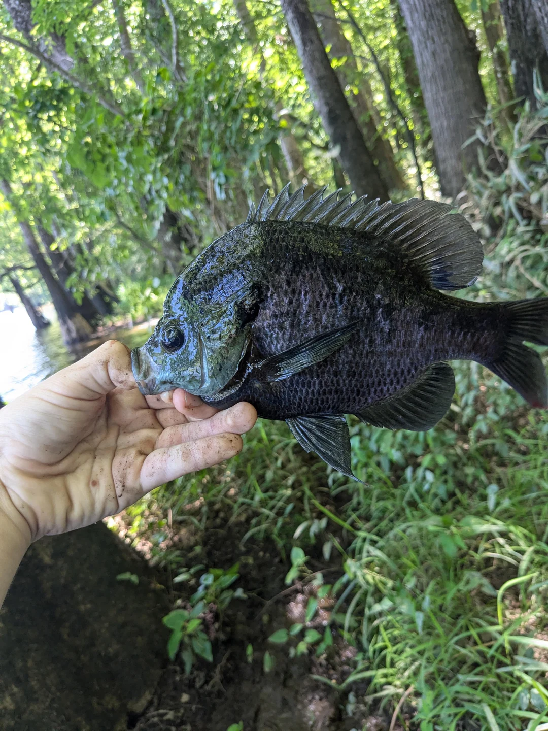 Forehead | Scrolller