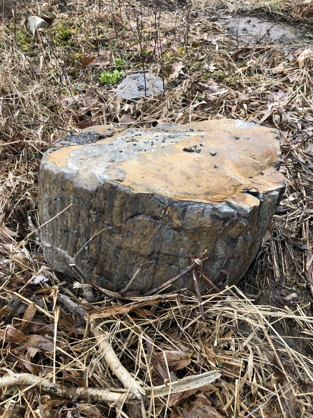 Fossilized tree trunk in the Virginia Coalfields. | Scrolller