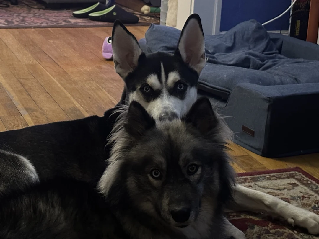 Totem pole huskies | Scrolller