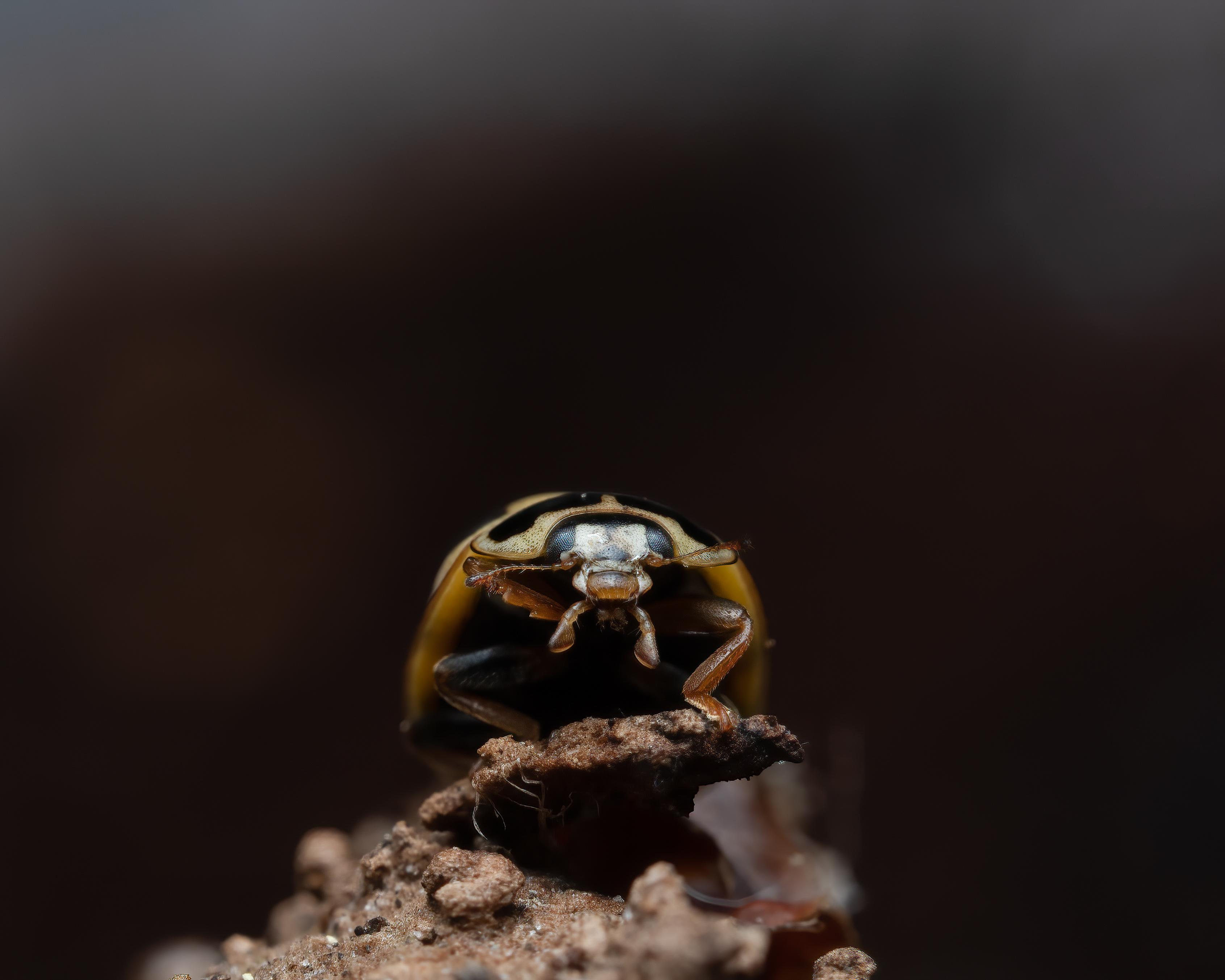 "Yellow lady bug" | Scrolller