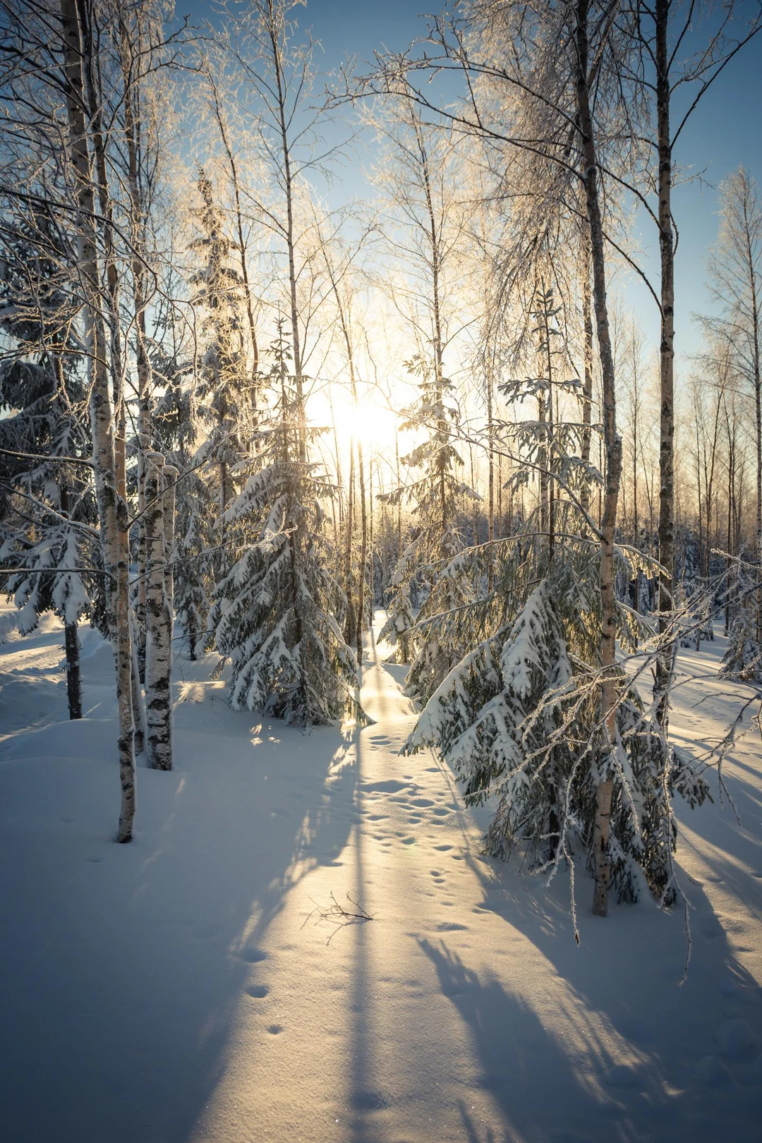 Morning sun through the frozen forest, in Central Finland [OC] | Scrolller