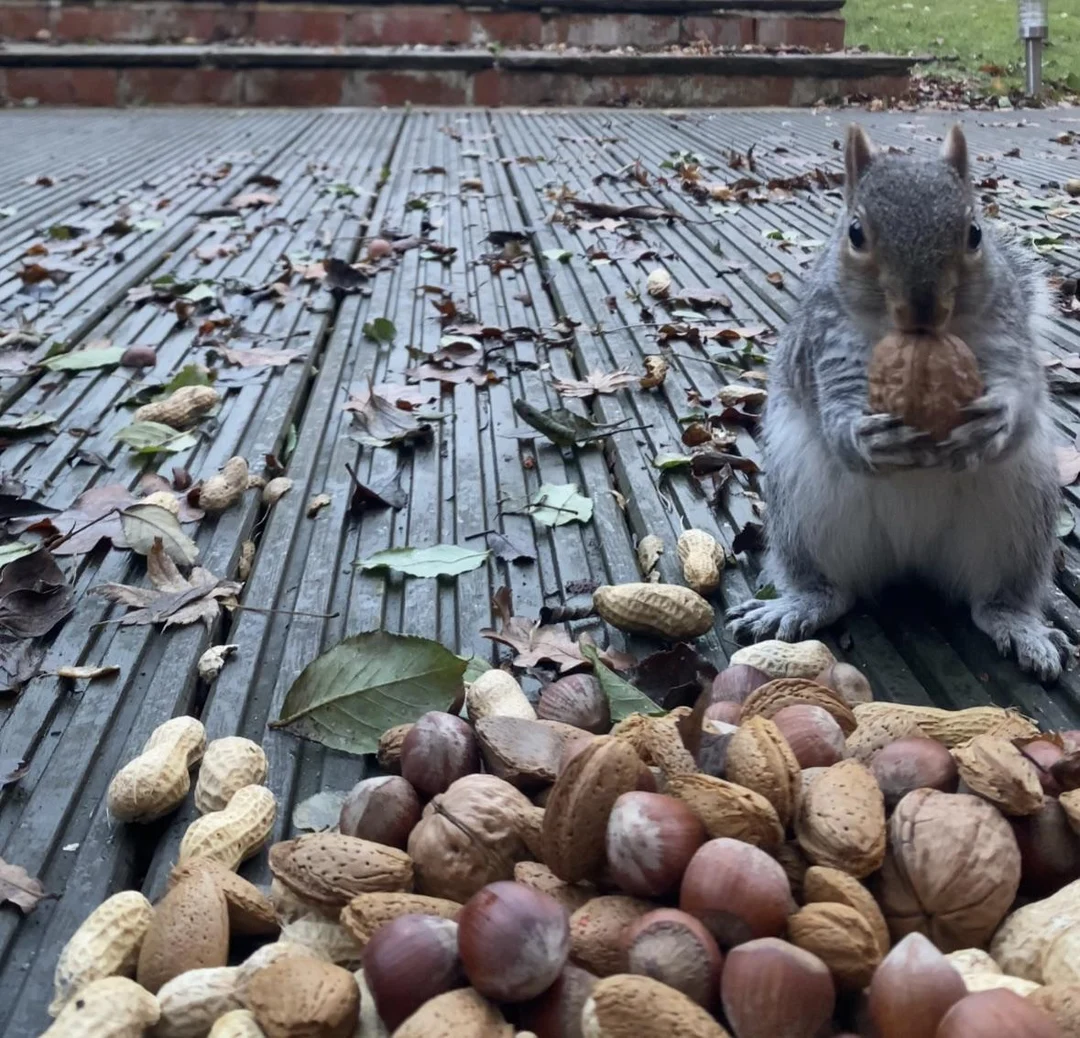 ‘Parachute Pants’ enjoying his/her Christmas feast | Scrolller