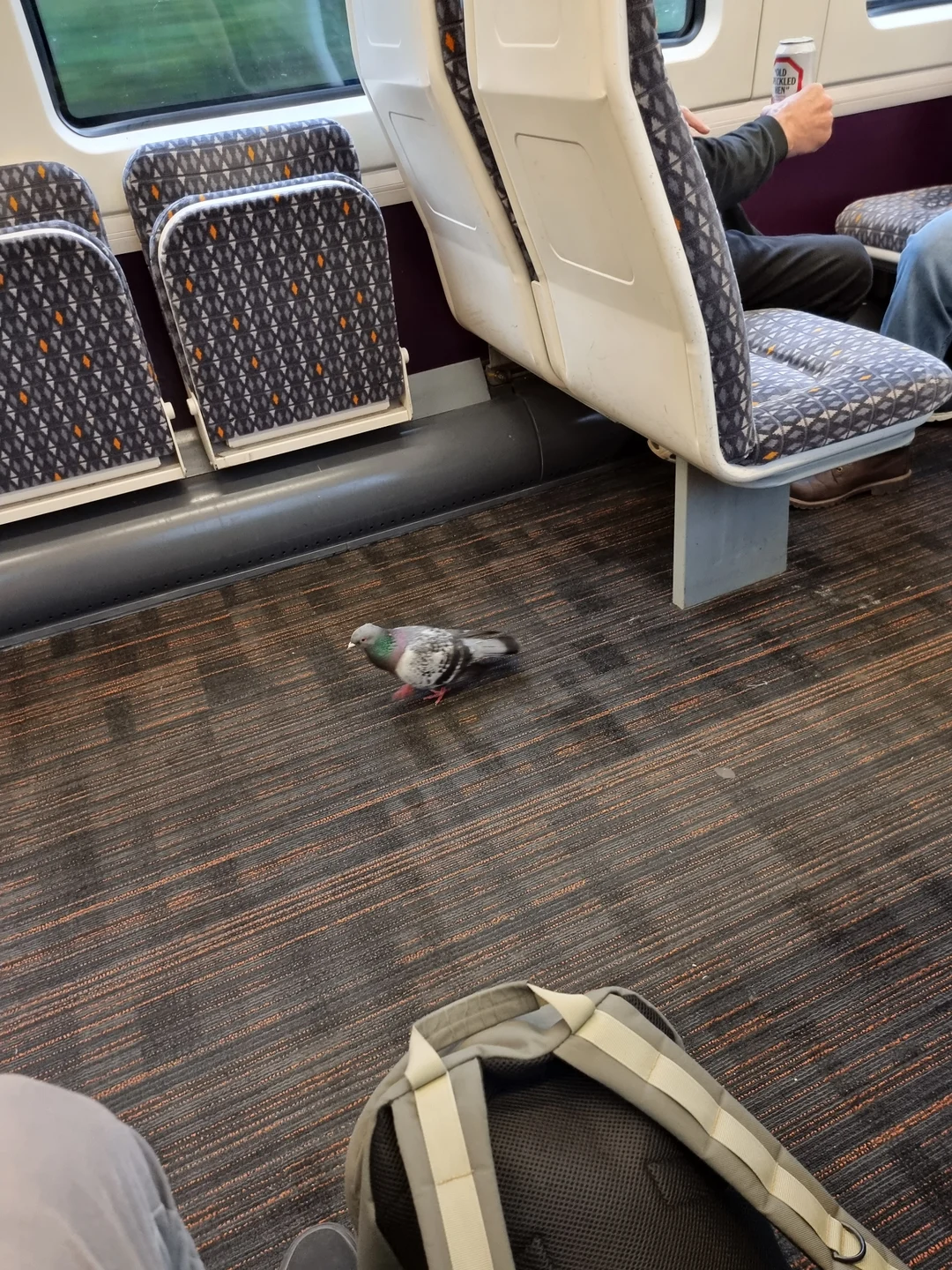 I've had it with these m'fkn pigeons on these m'fkn trains | Scrolller