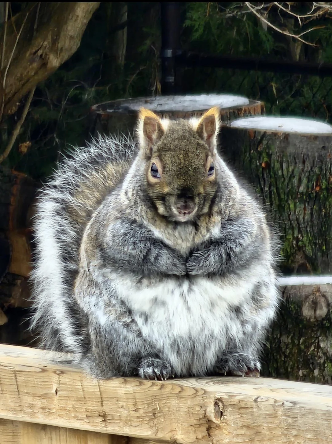 Discover more like Squirrels: Chonky boi and Related Content | Scrolller