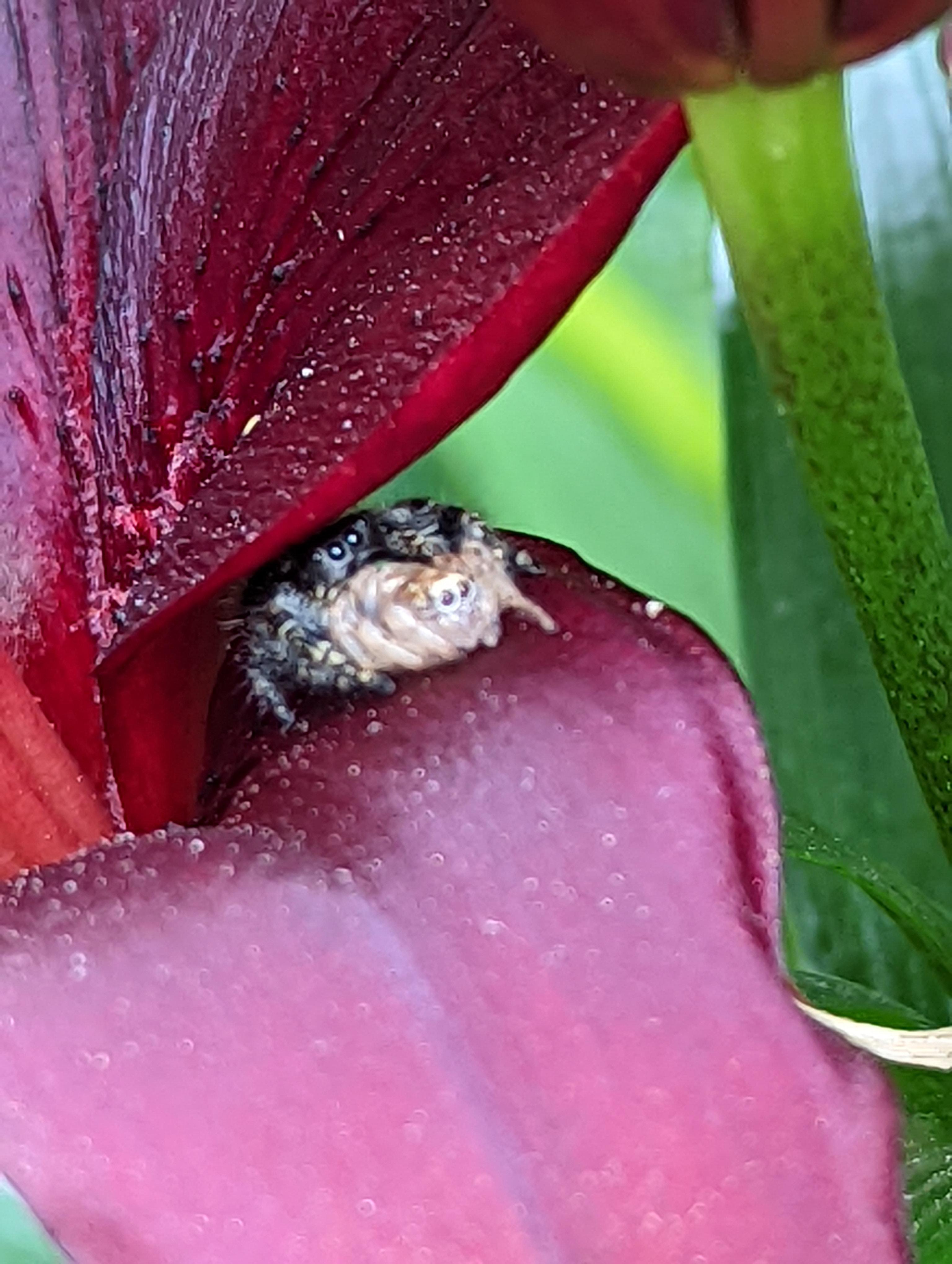 Bumping spiders (OC) | Scrolller