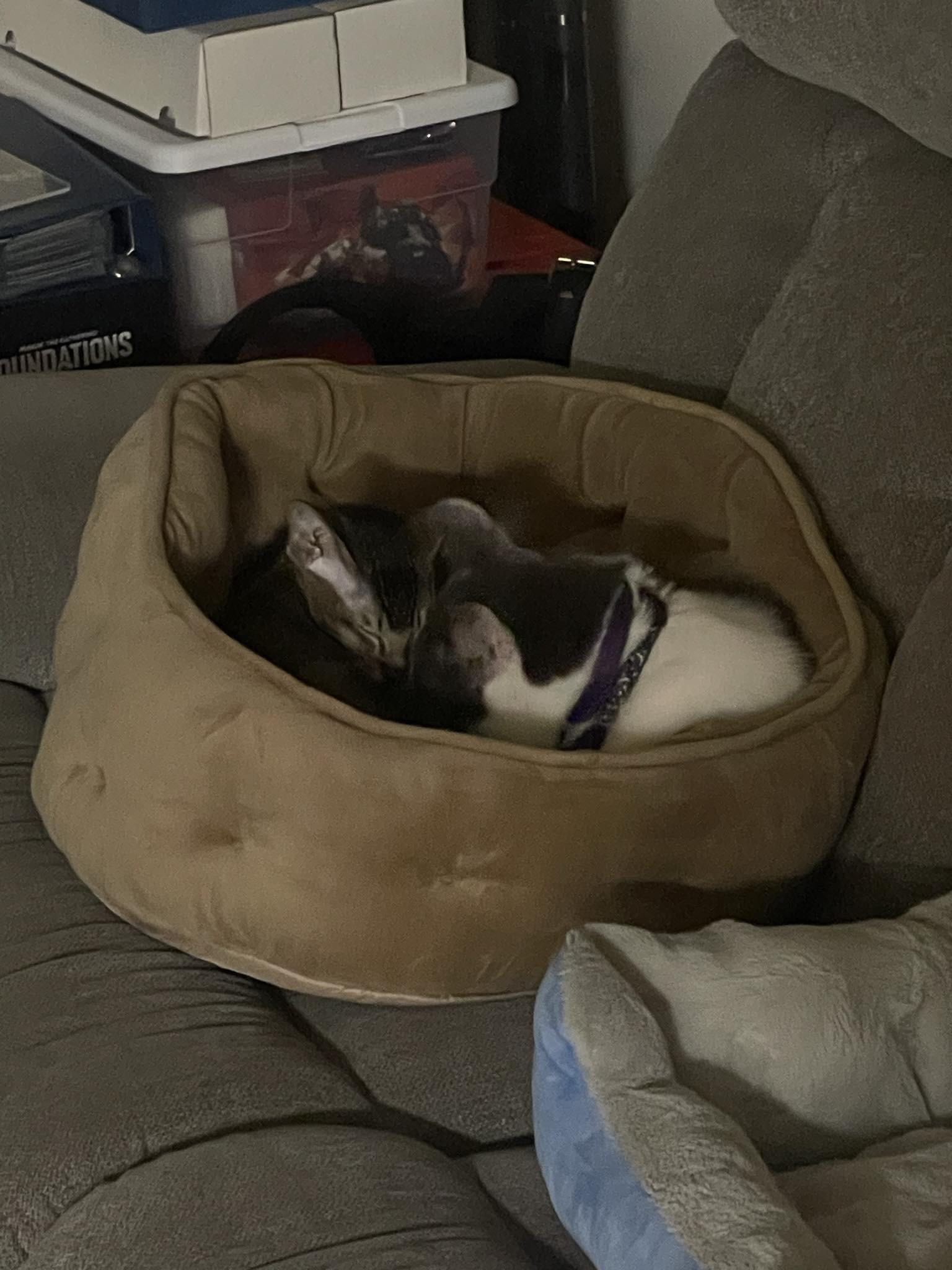 They’re cuddling :) | Scrolller