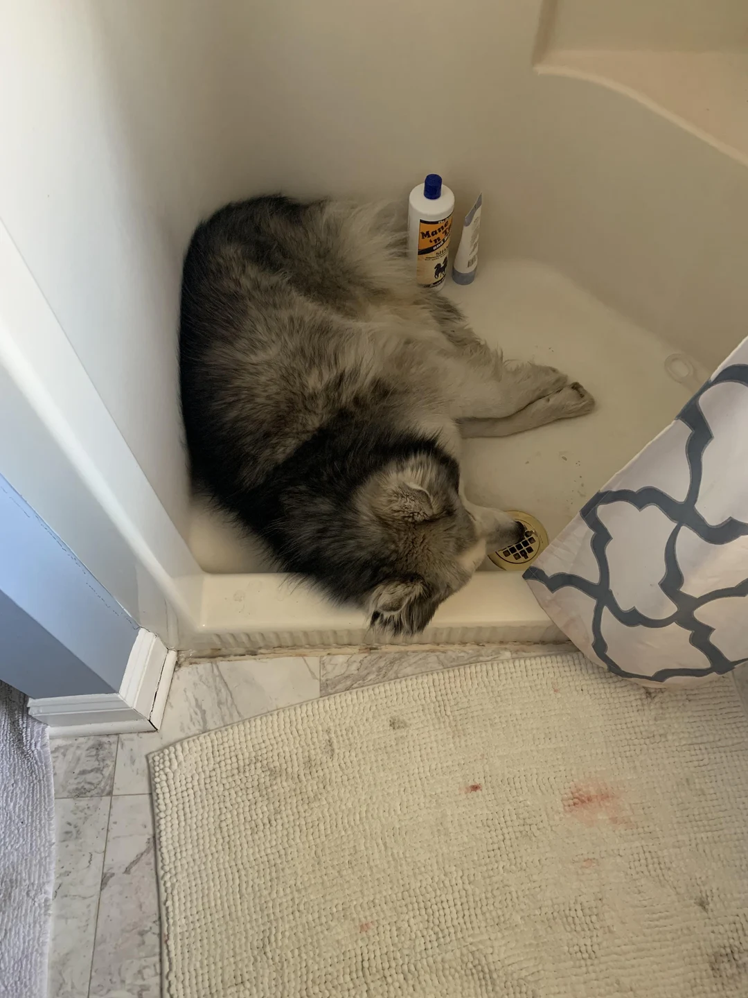 Discover more like Husky: Um, I think my dog is broken. His new favorite spot to nap lol and ...