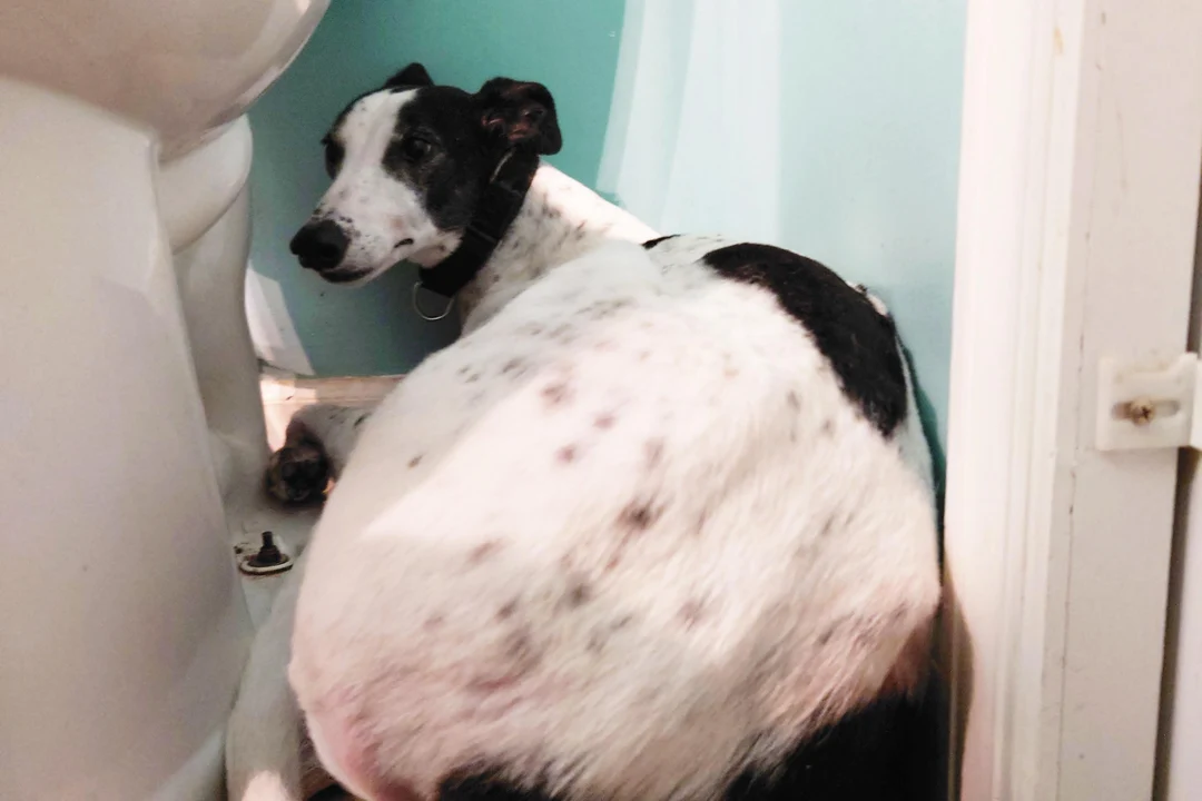 Discover more like Greyhounds: The angry clouds can't reach her when ...