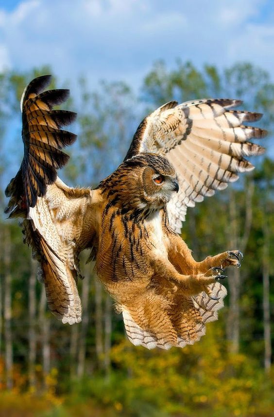 Eurasian Eagle-owls | Scrolller