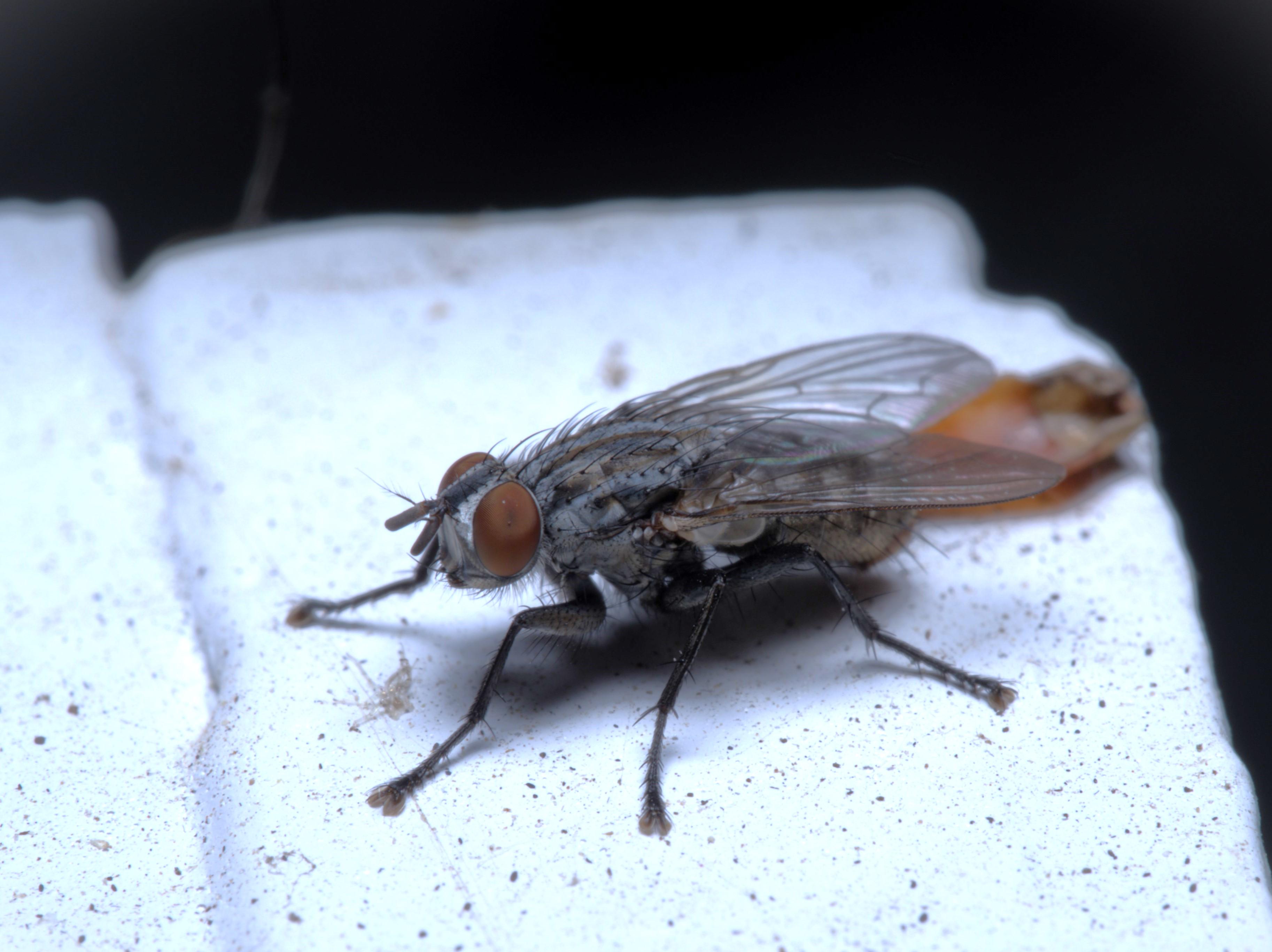 Macro Fly | Scrolller