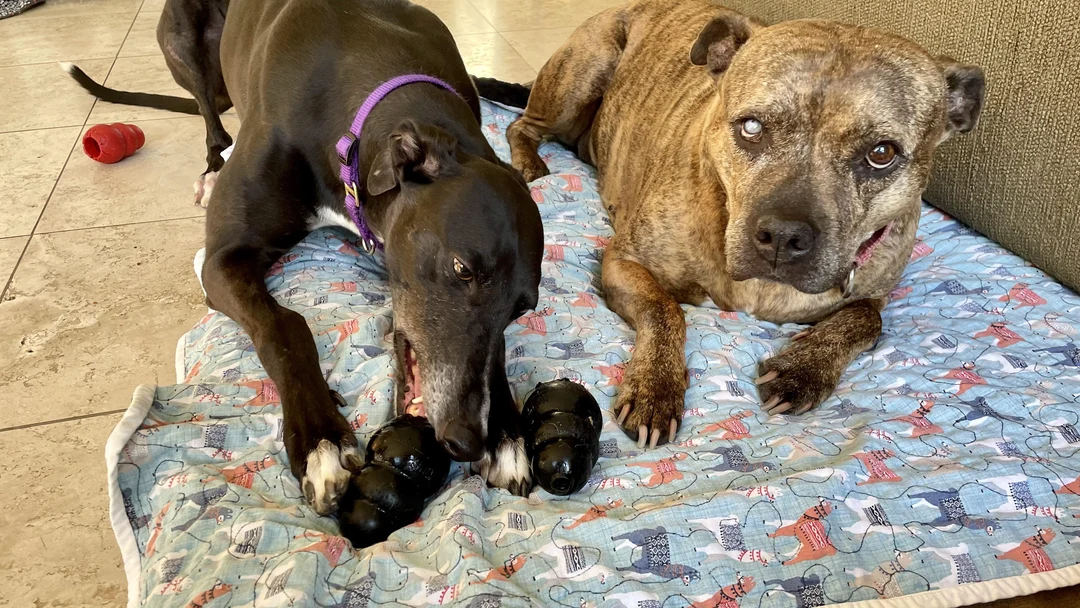 9 beds in the house, but she squeezes onto the staffie’s bed so they can have kongs together ...