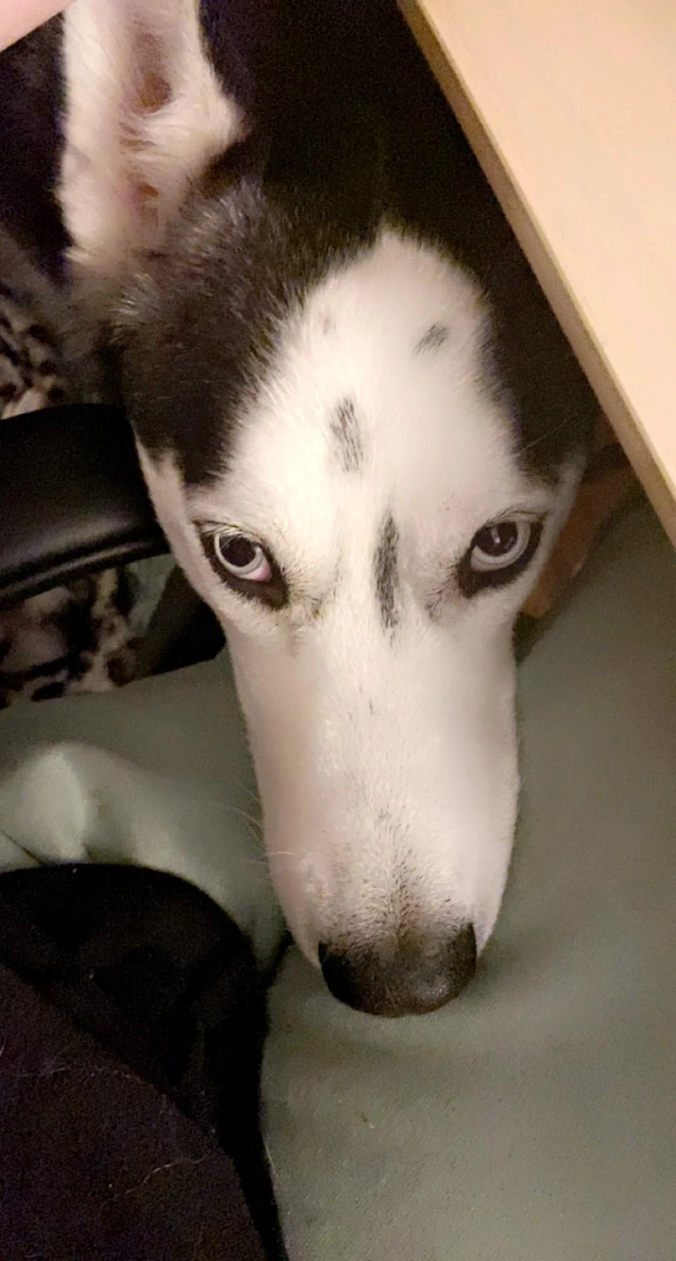 Apollo ️ | Scrolller