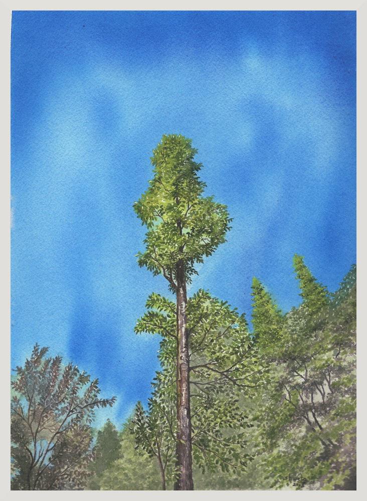 Pine trees forest, by me, watercolour, 2023 | Scrolller