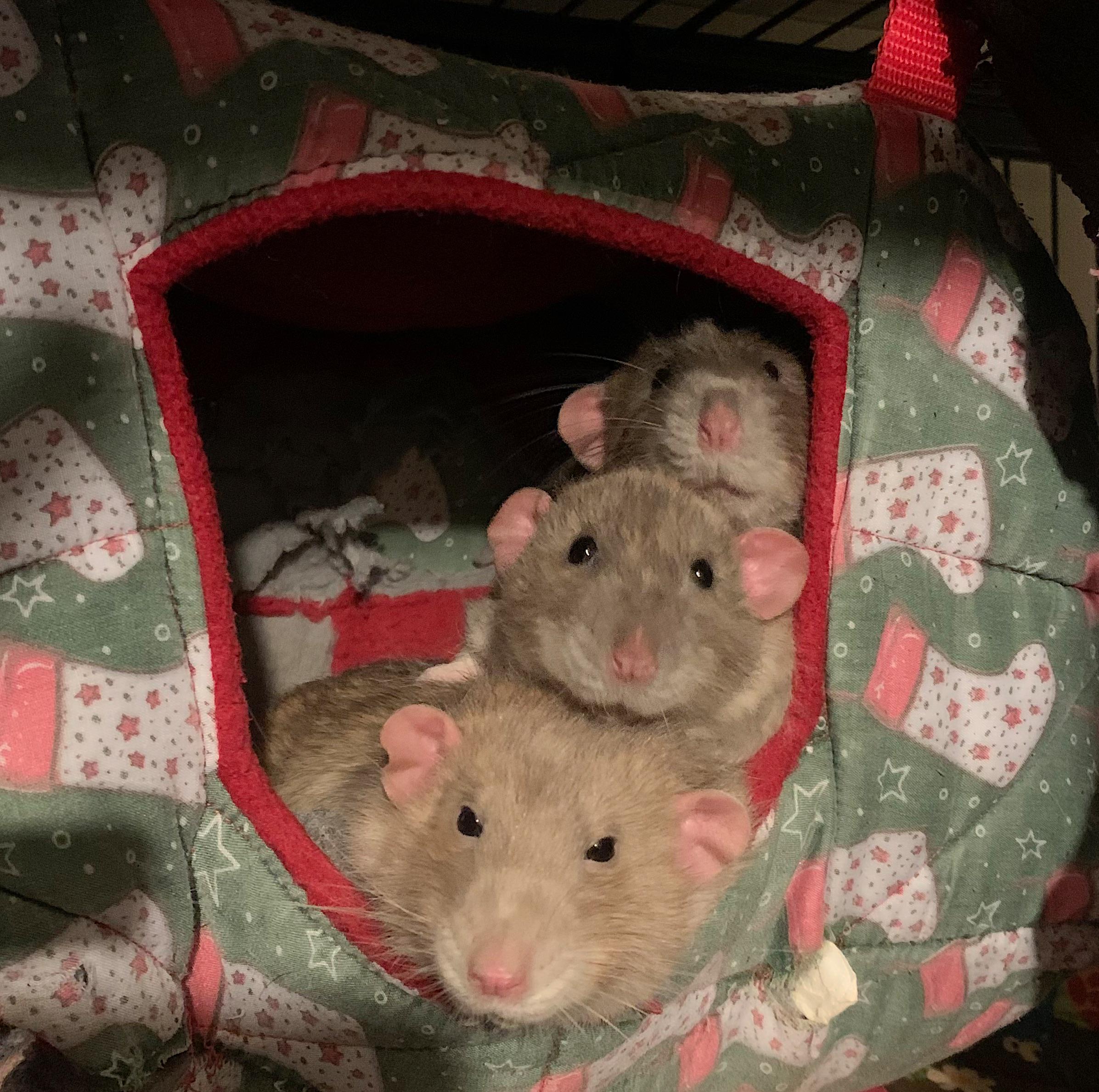 Rat stack! | Scrolller