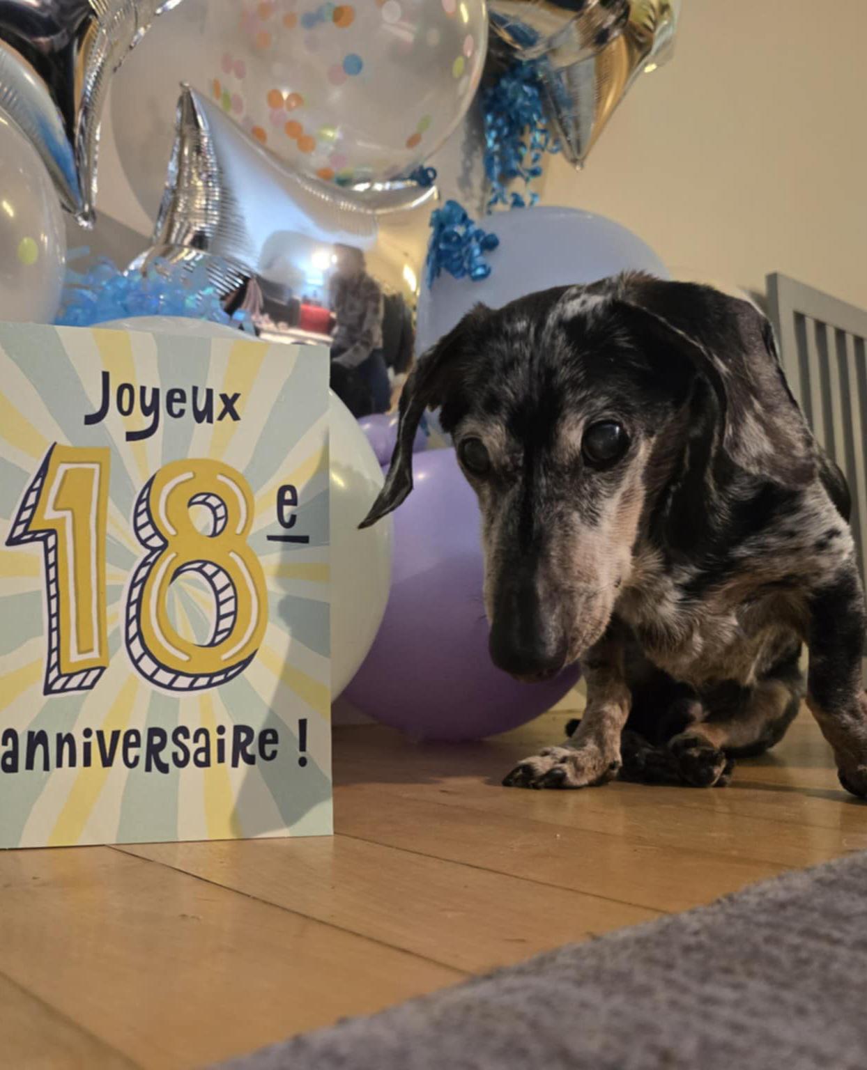 Happy 18th birthday to my very best friend (who is now back to his regular after dinner nap ...