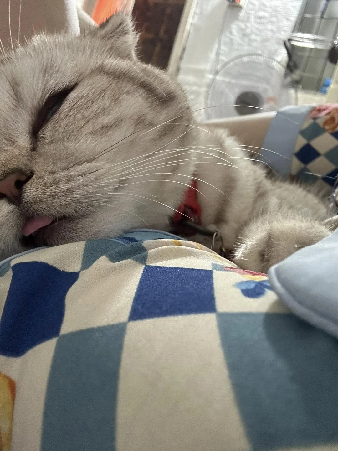 What does your cat look like while sleeping? 😛 | Scrolller