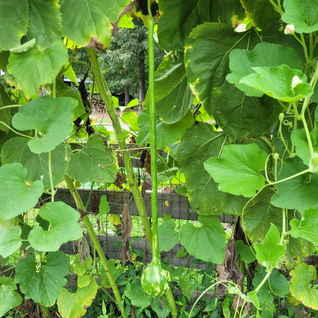 6 ft extra long handled dipper gourd. | Scrolller